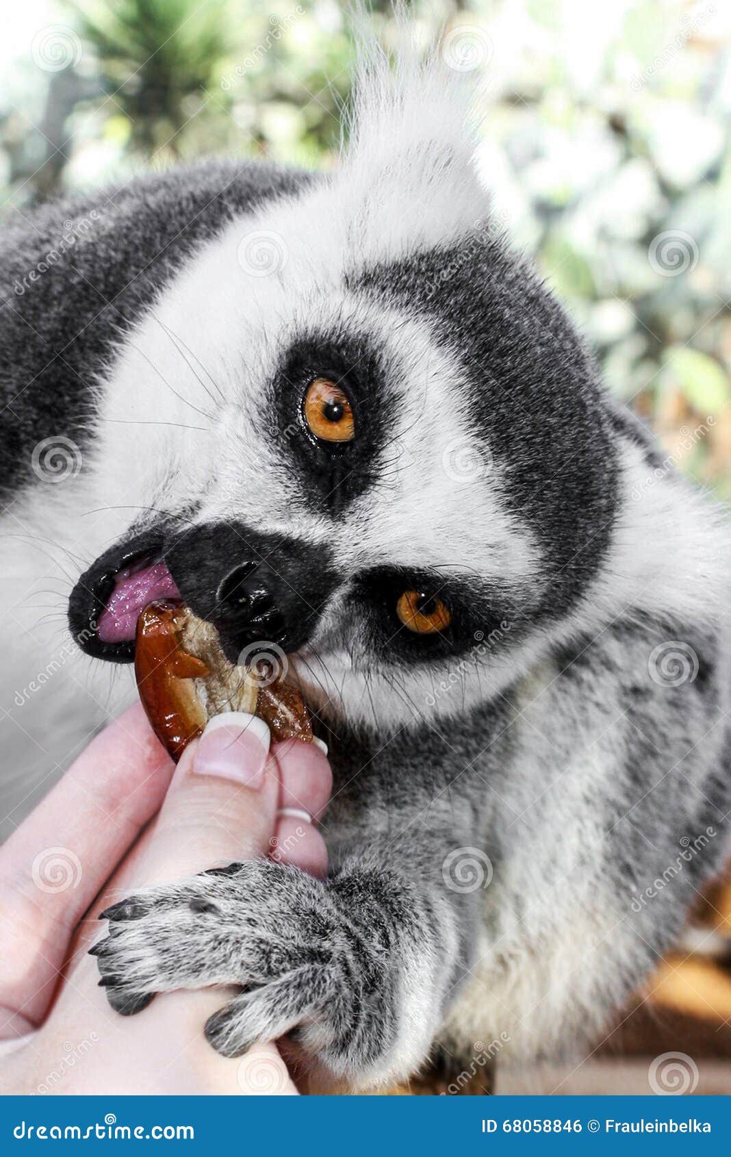 Funny lemur stock photo. Image of funny, hands, curious - 68058846