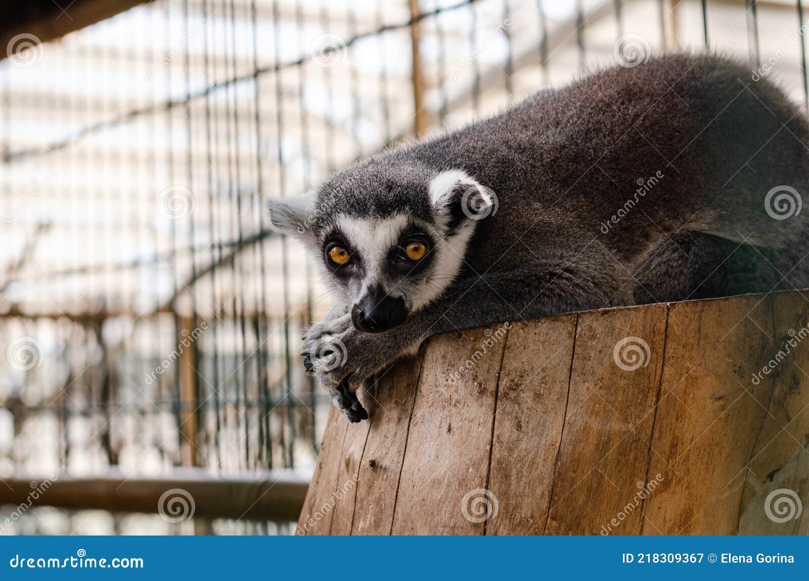 Funny Lemur Lies on a Tree Stump in the Zoo Stock Image - Image of ...