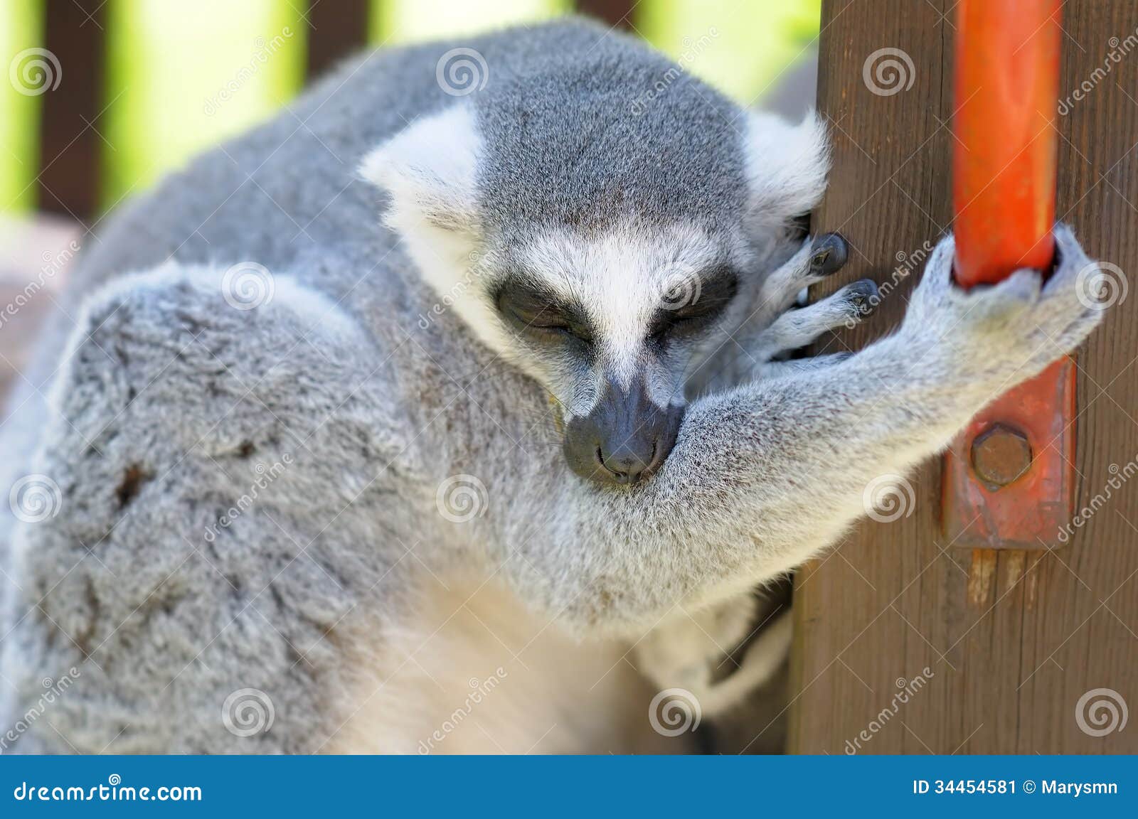Funny lemur outdoor stock image. Image of forefoot, living - 34454581