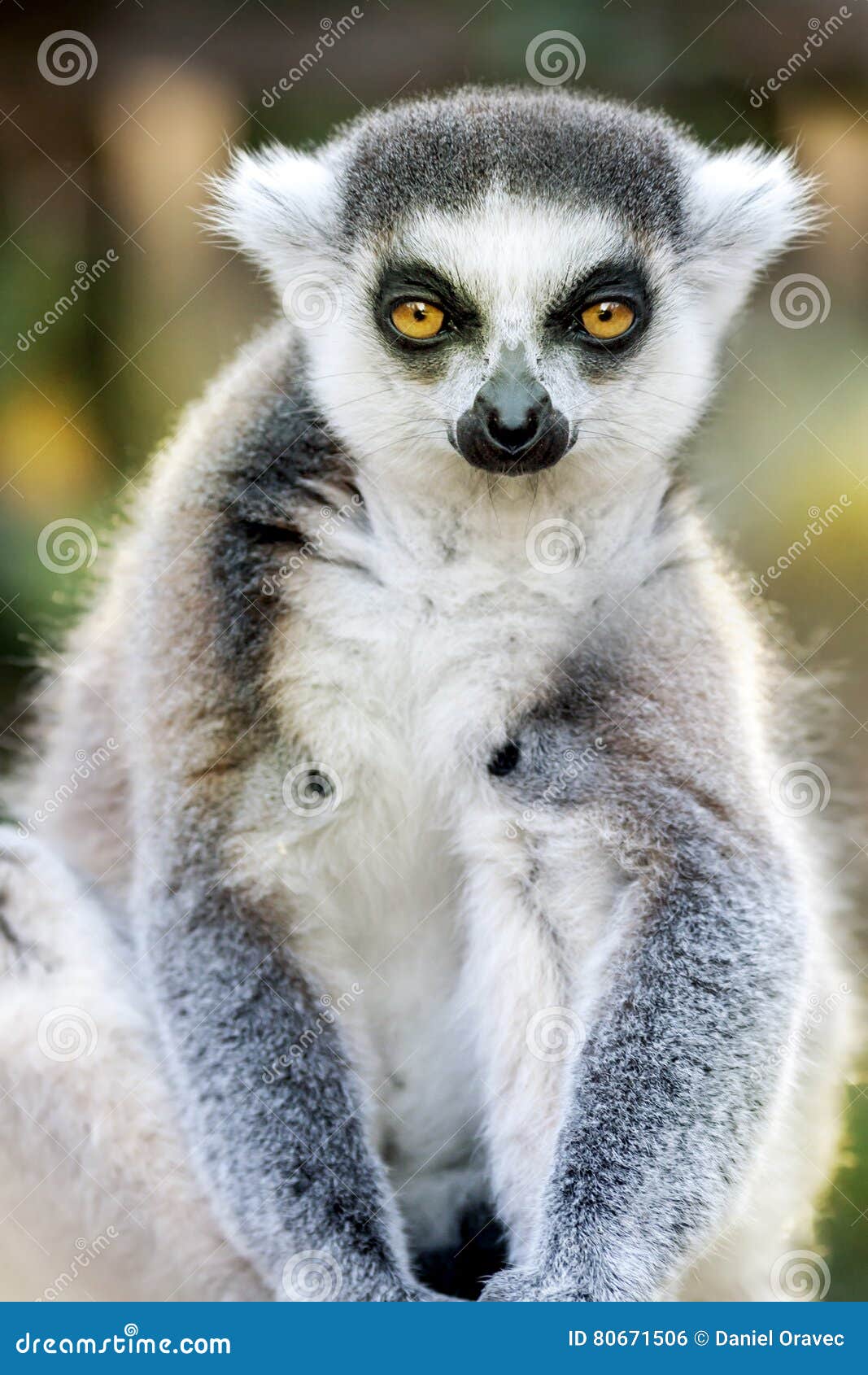 Funny Lemur Portrait stock photo. Image of wild, animal - 80671506