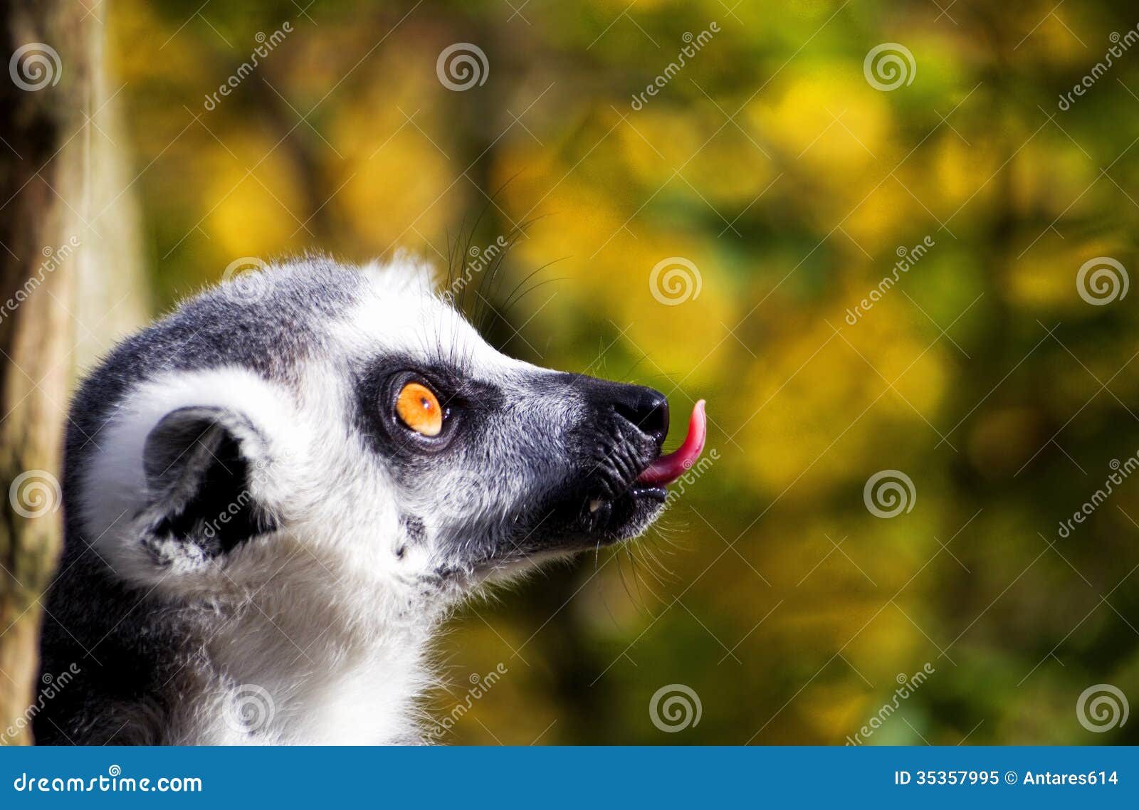 Funny Lemur stock image. Image of funny, look, tasty - 35357995