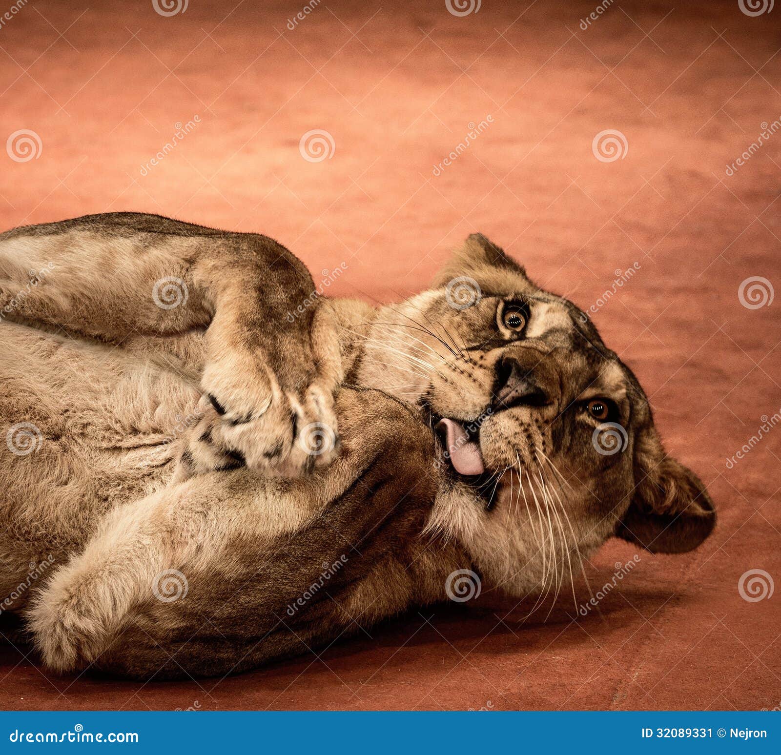 Lion Standing Behind Lioness Meme