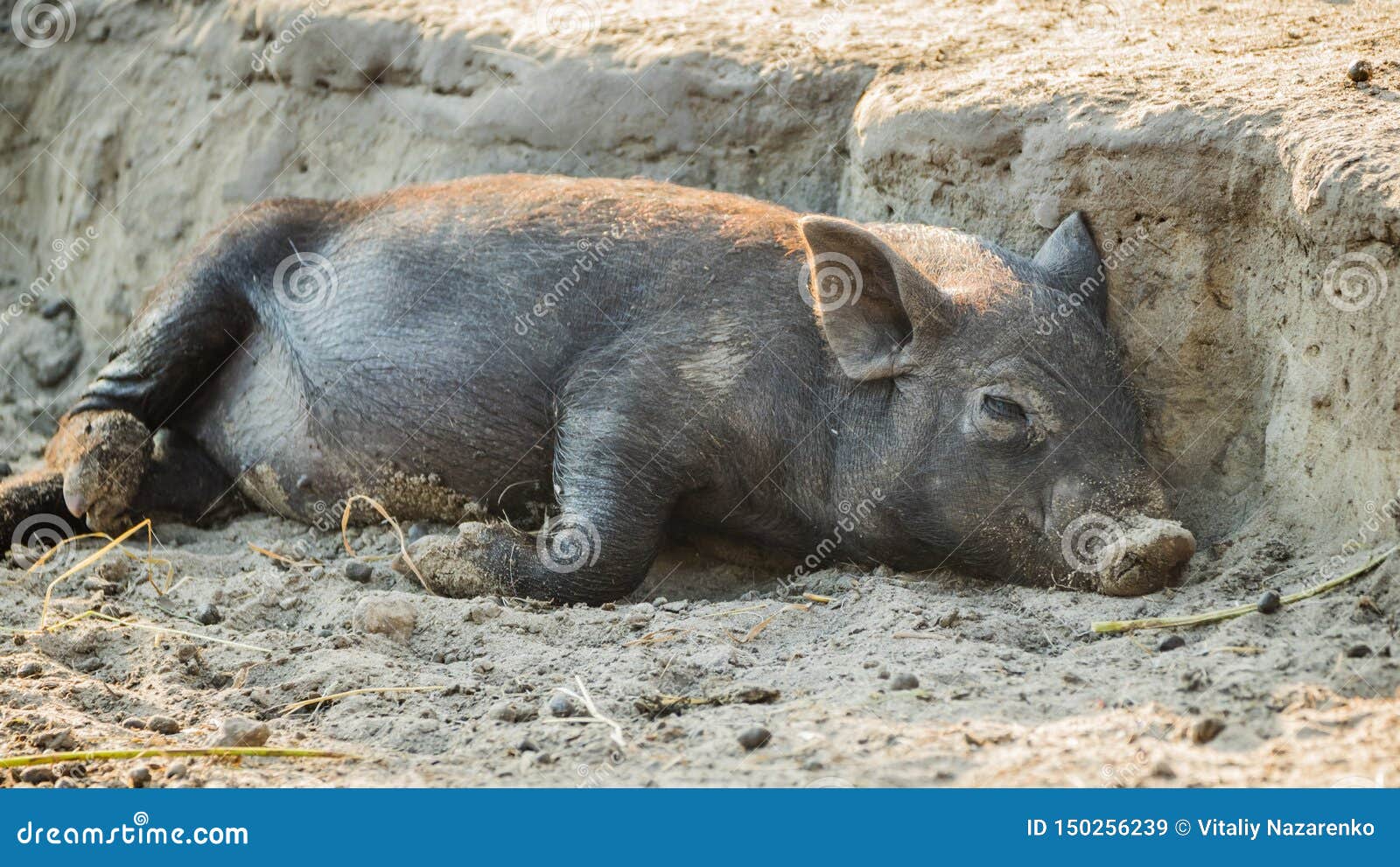 A Funny Little Boar Resting on the Ground Stock Image - Image of farm ...
