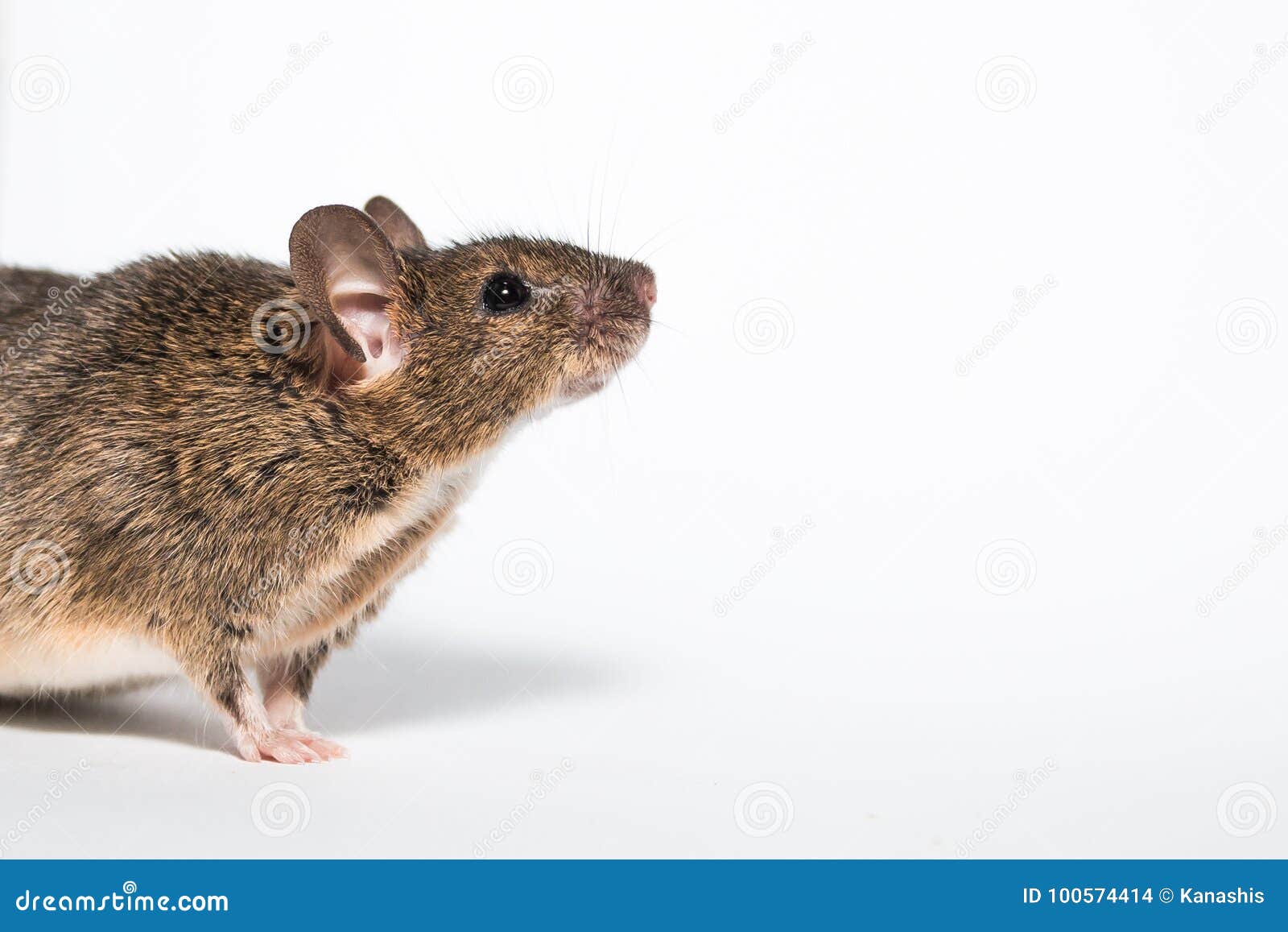 Funny little brown mouse stock photo. Image of paws - 100574414