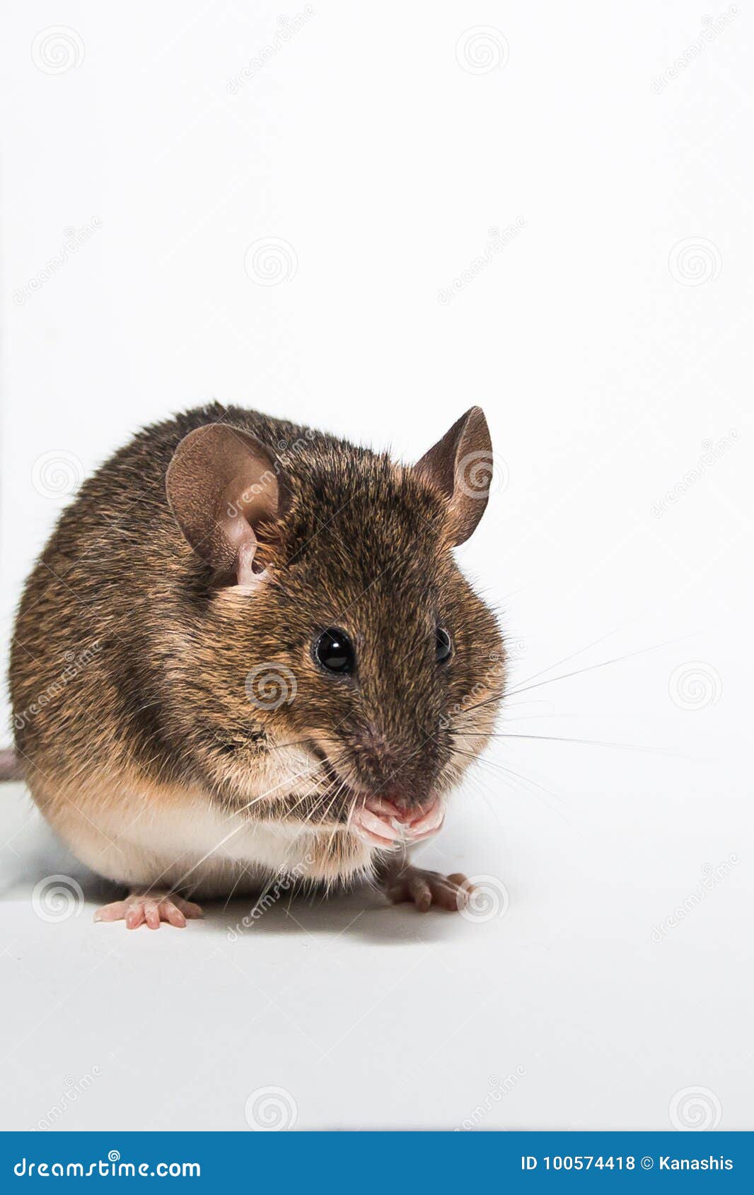 Funny little brown mouse stock photo. Image of furry - 100574418