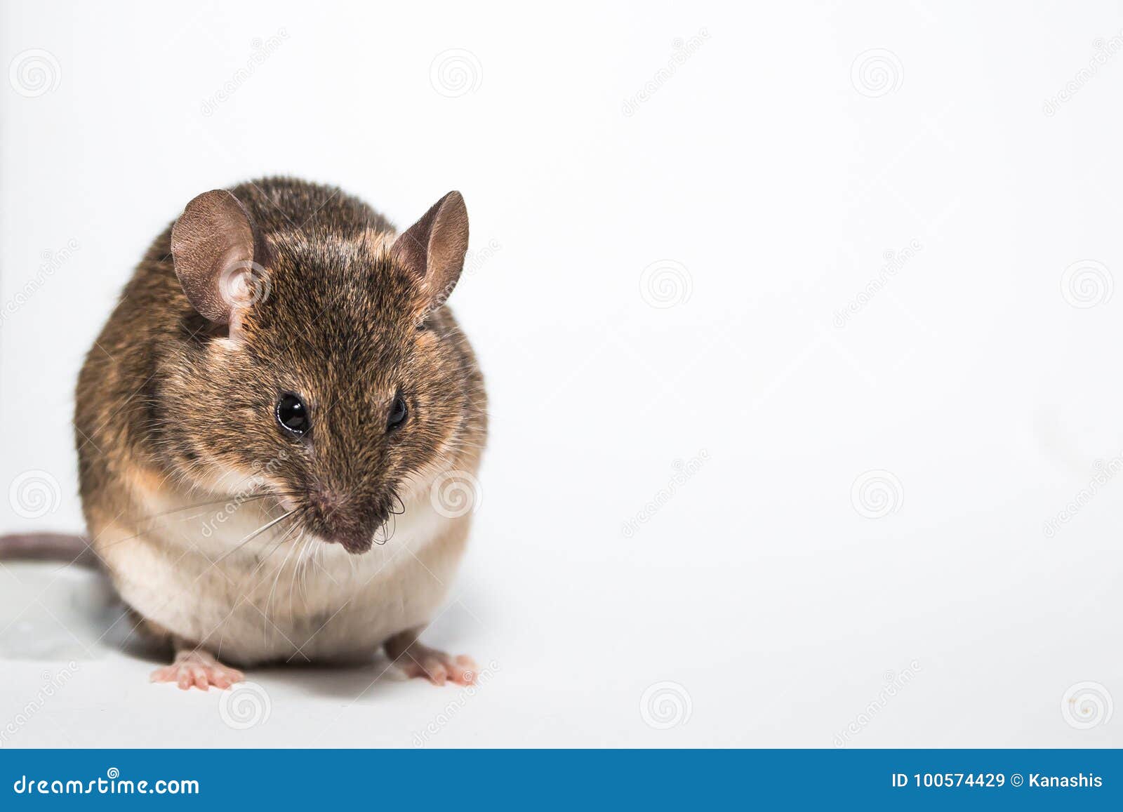 Funny little brown mouse stock image. Image of studio - 100574429