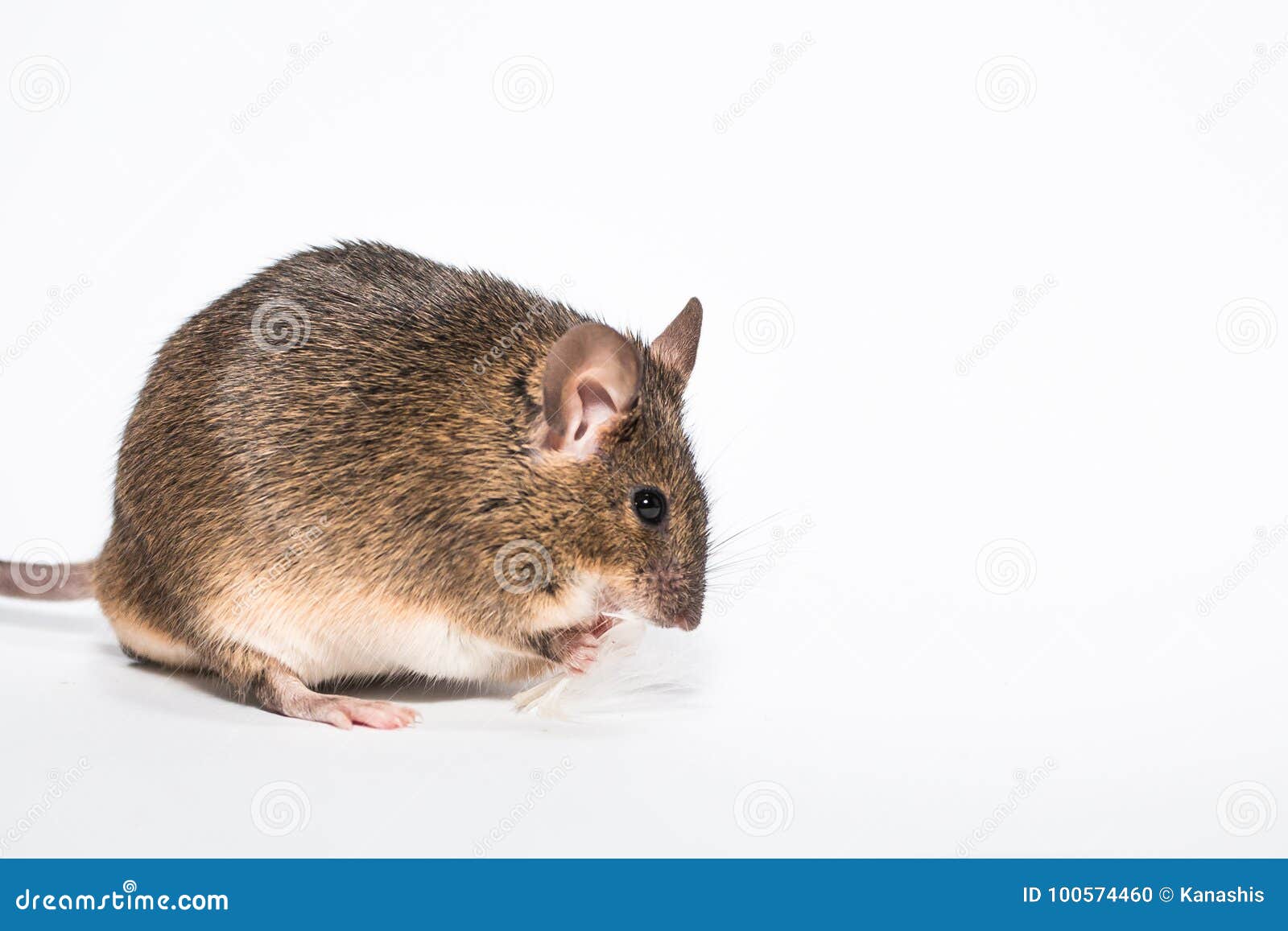 Funny little brown mouse stock photo. Image of funny - 100574460