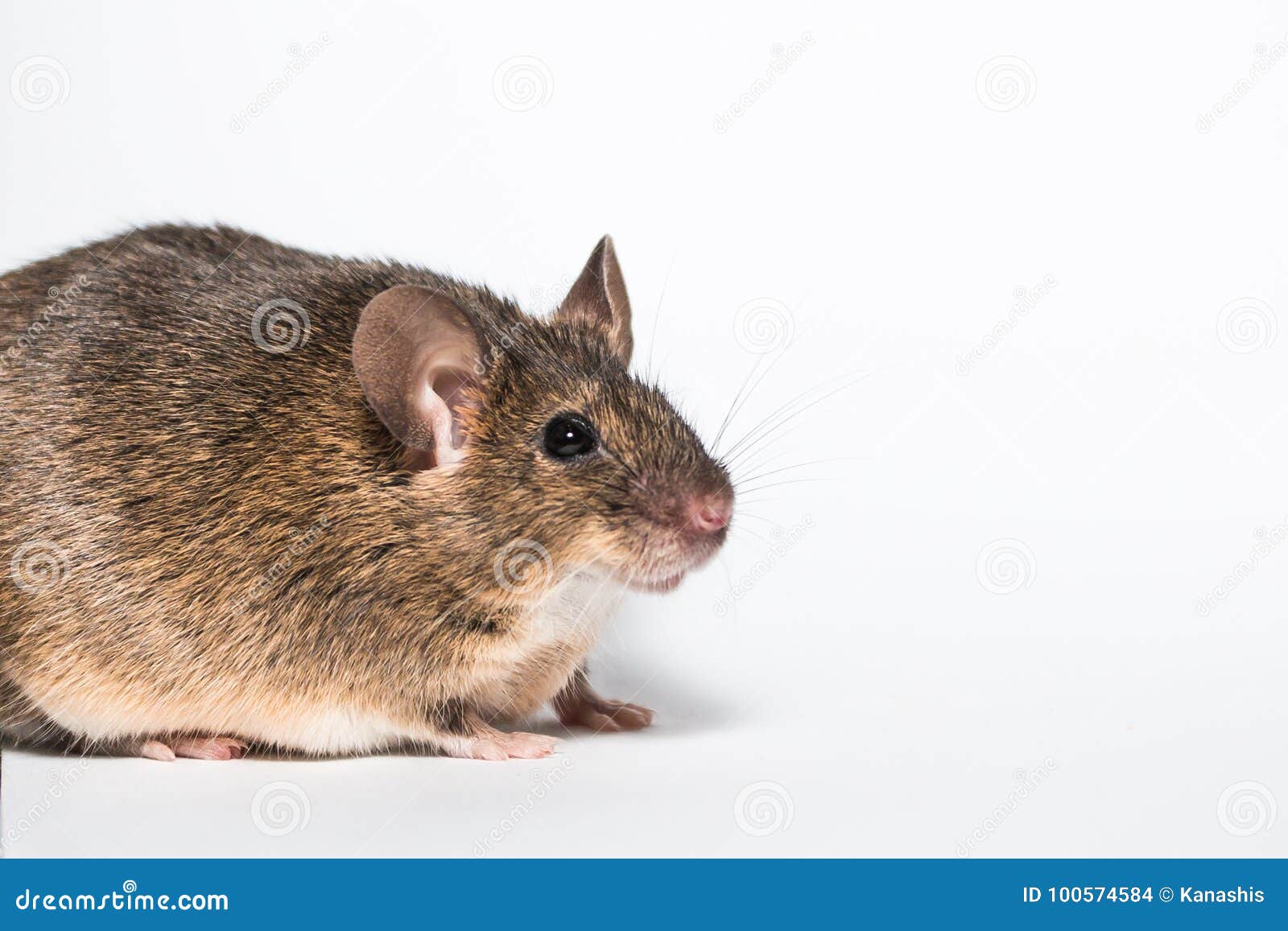 Little Brown Mouse Stock Photos - Royalty Free Pictures