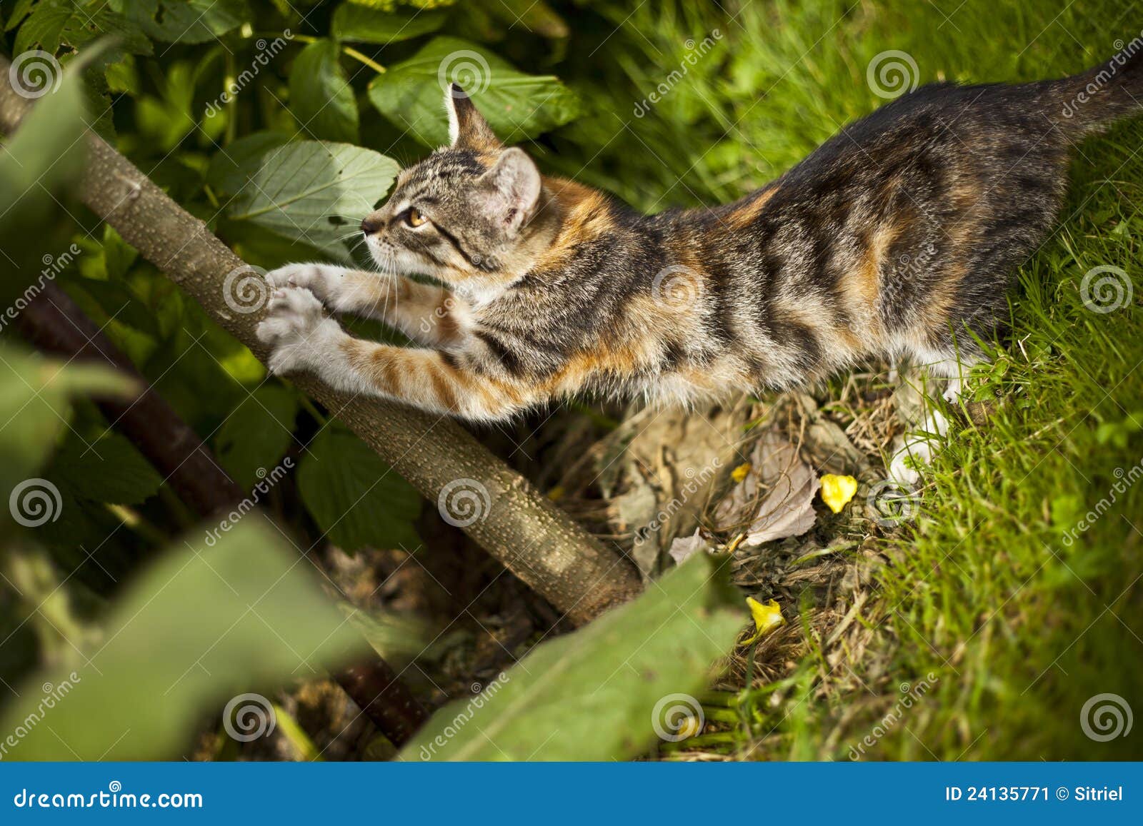 Funny little cat stock image. Image of nature, multicolor - 24135771