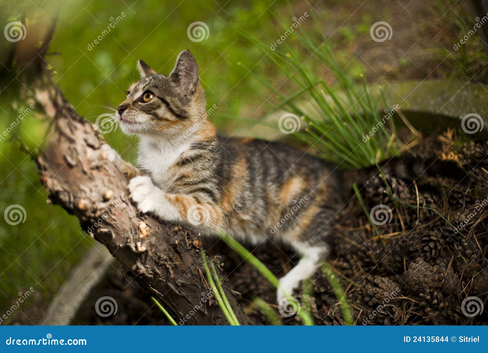 Funny little cat stock photo. Image of animal, kitty - 24135844
