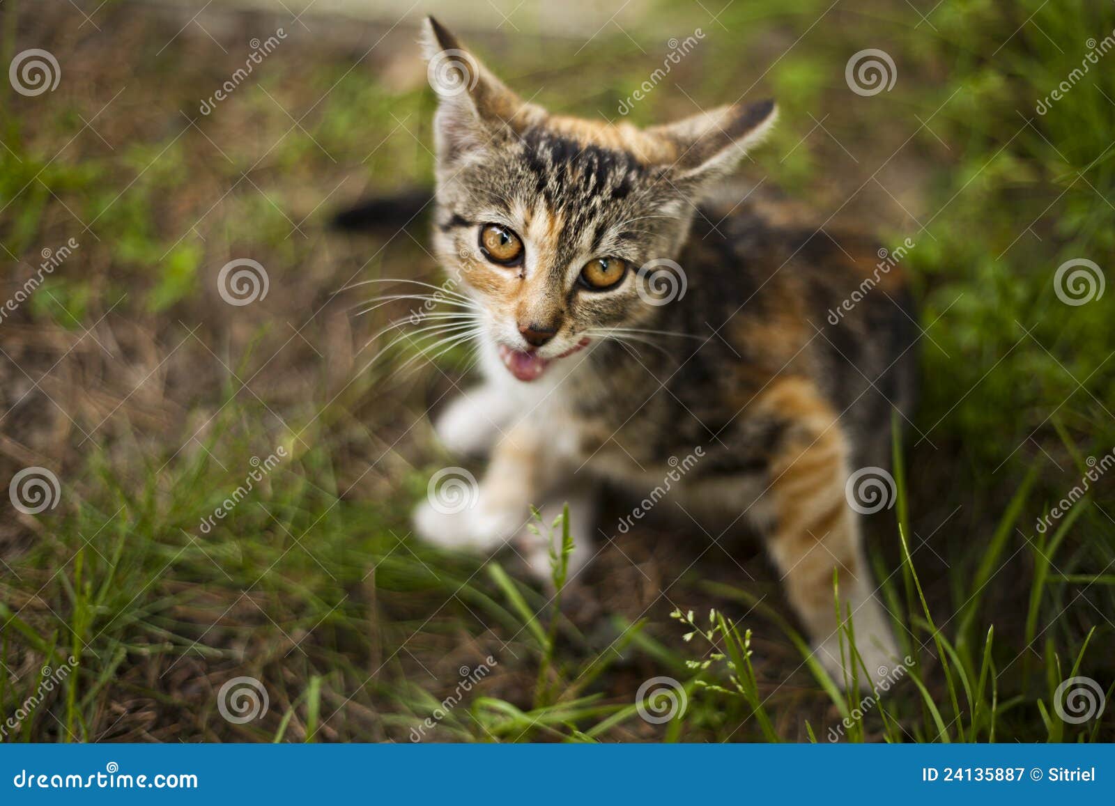 Funny little cat stock image. Image of garden, fauna - 24135887