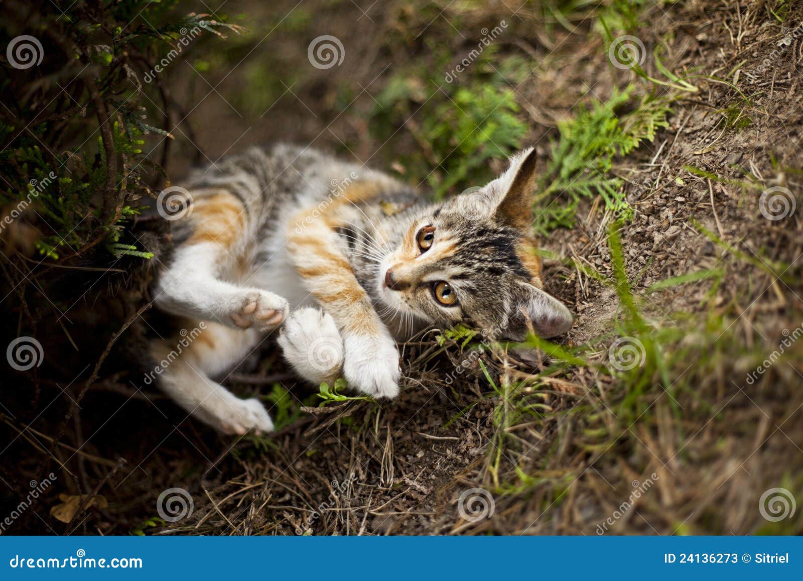 Funny little cat stock image. Image of playing, mammal - 24136273
