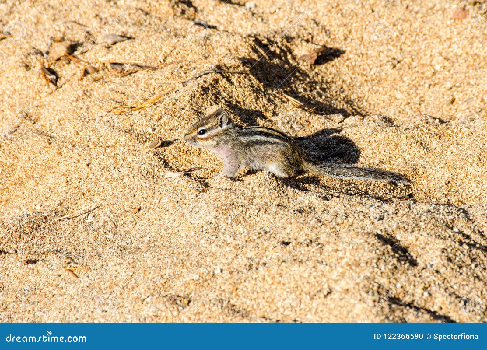 Funny Little Chipmunk on Sand Beach Stock Photo - Image of brown ...