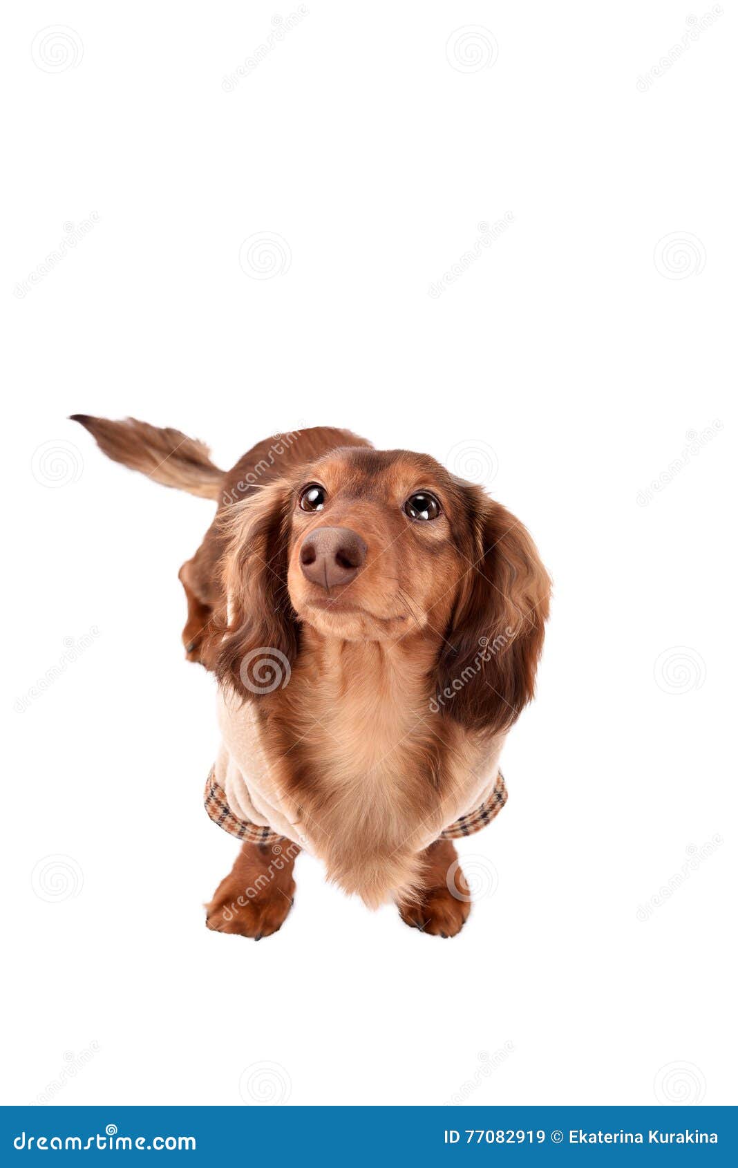 Funny Little Dachshund Distorted by Wide Angle Closeup Stock Image ...