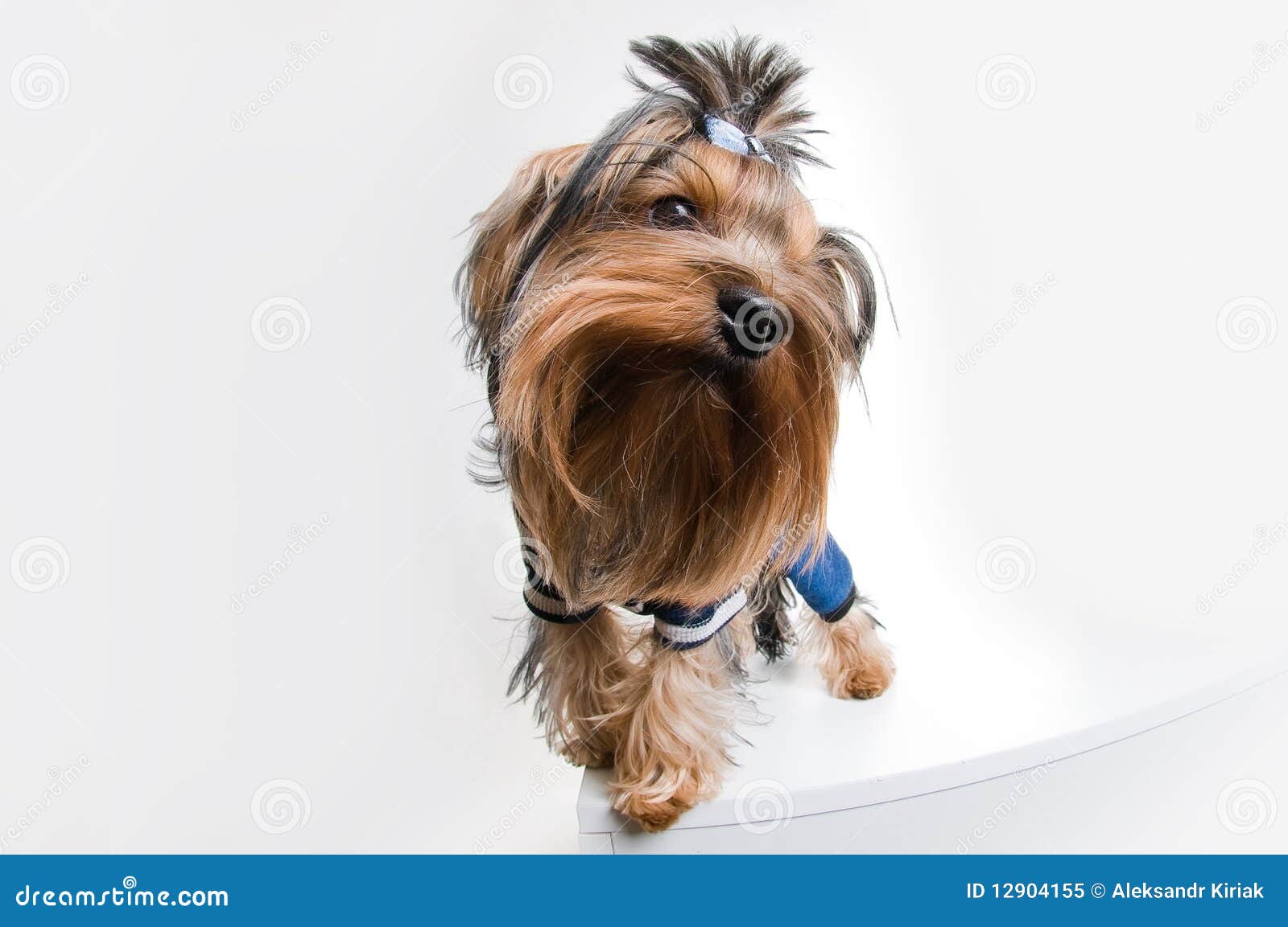 Funny little dog stock image. Image of yorkie, terrier - 12904155