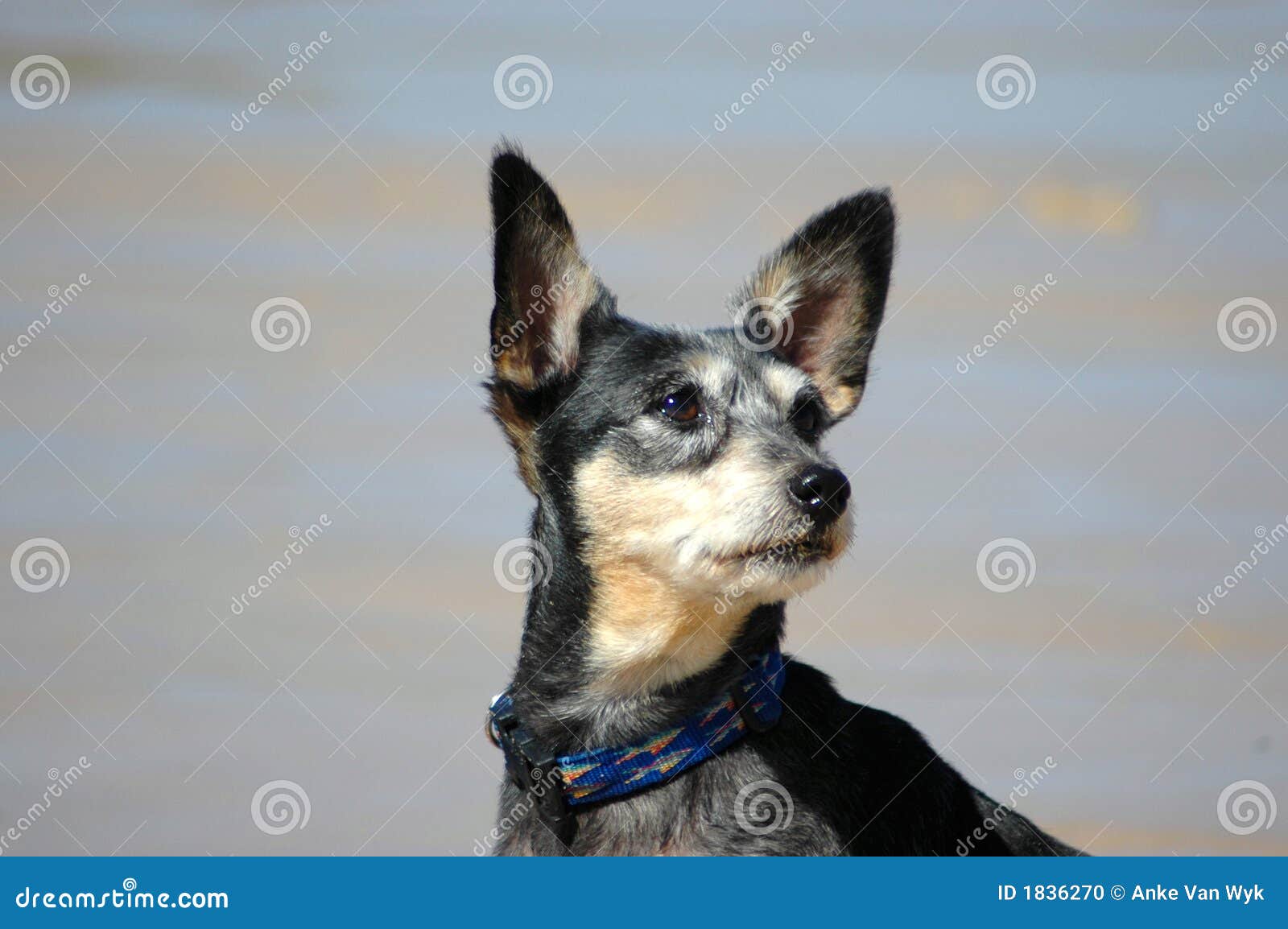 Funny little dog stock photo. Image of expression, head - 1836270