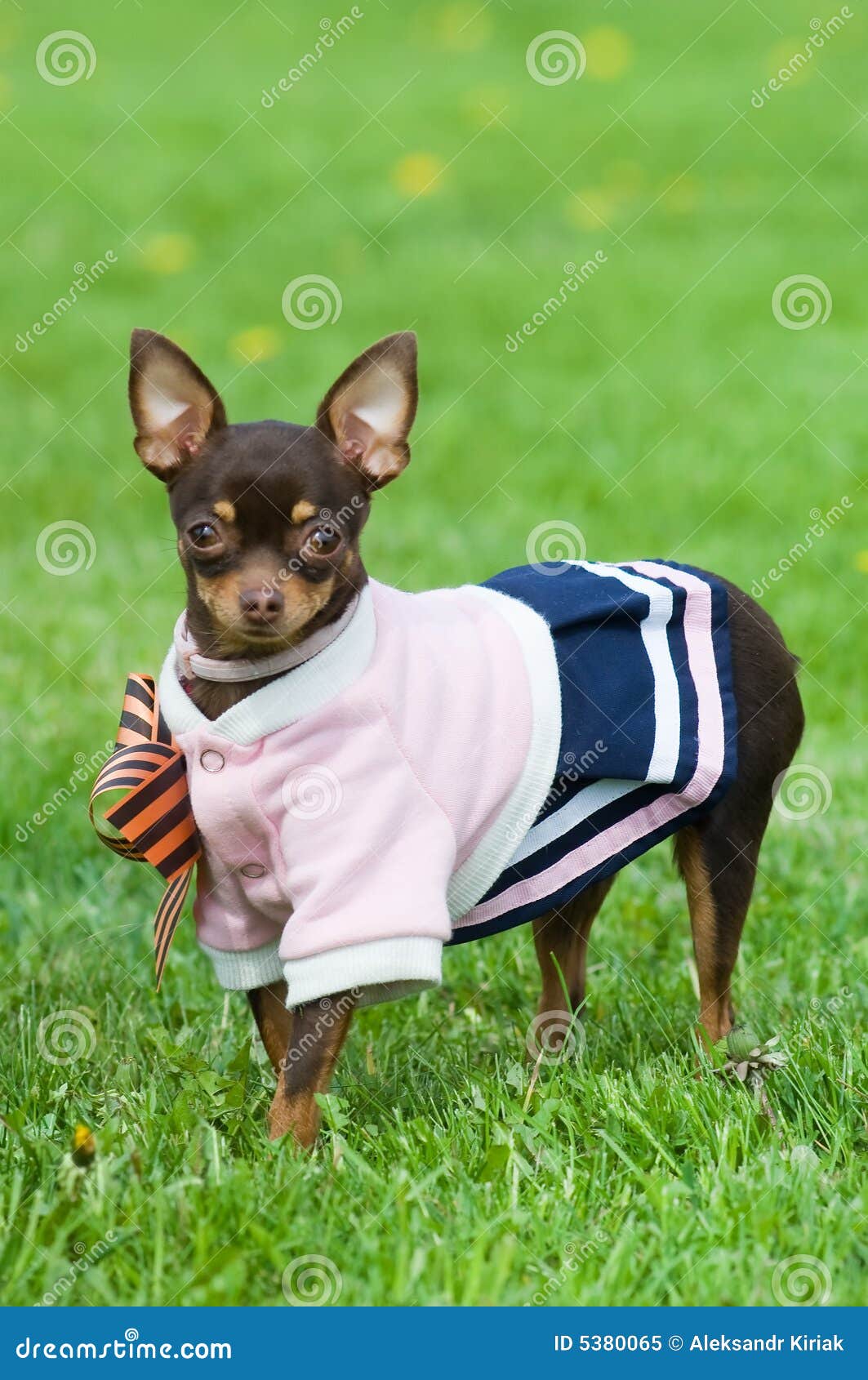Funny Little Dog in Green Grass Stock Image - Image of friend, clothing ...