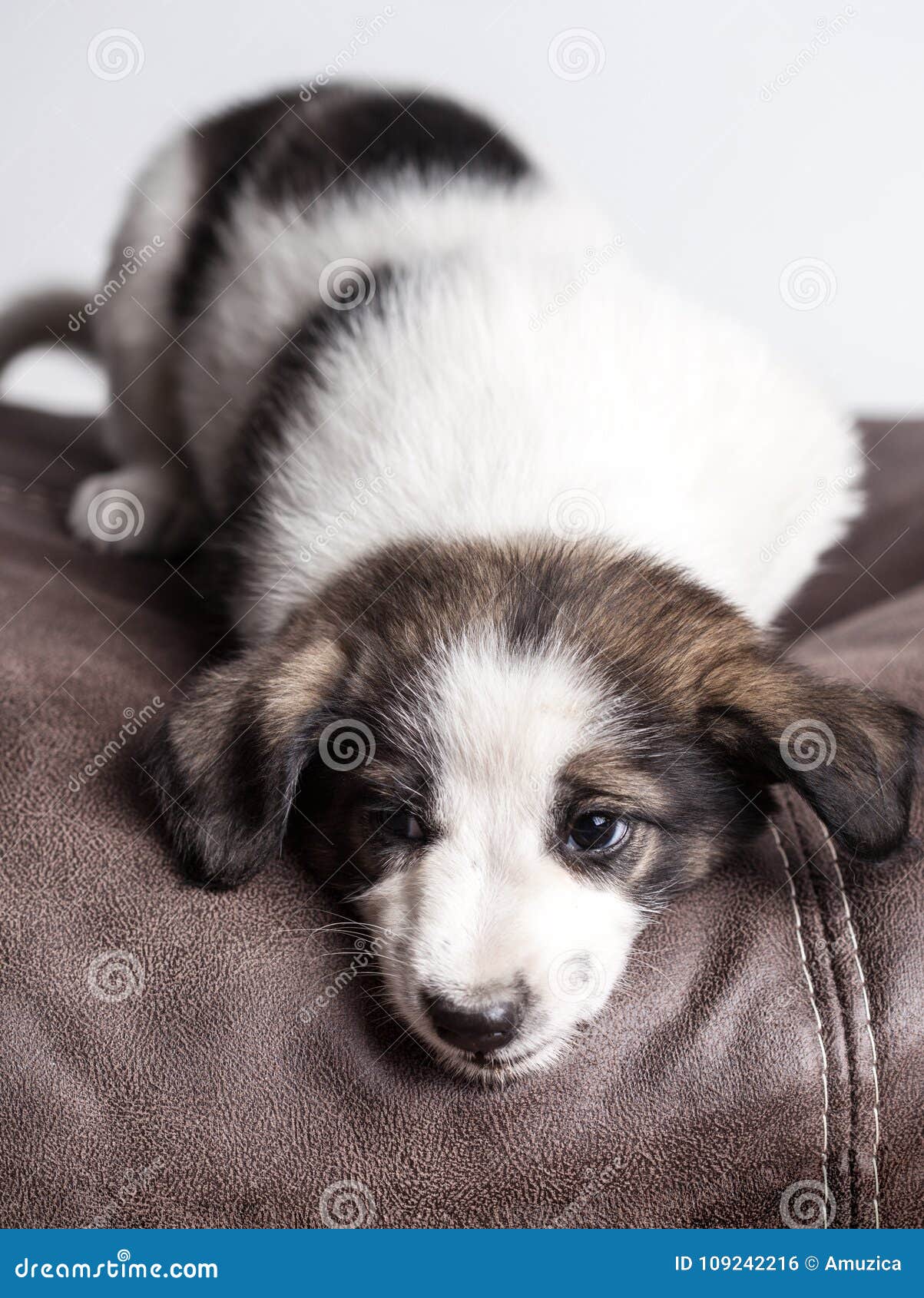 Funny little dog stock photo. Image of baby, purebred - 109242216