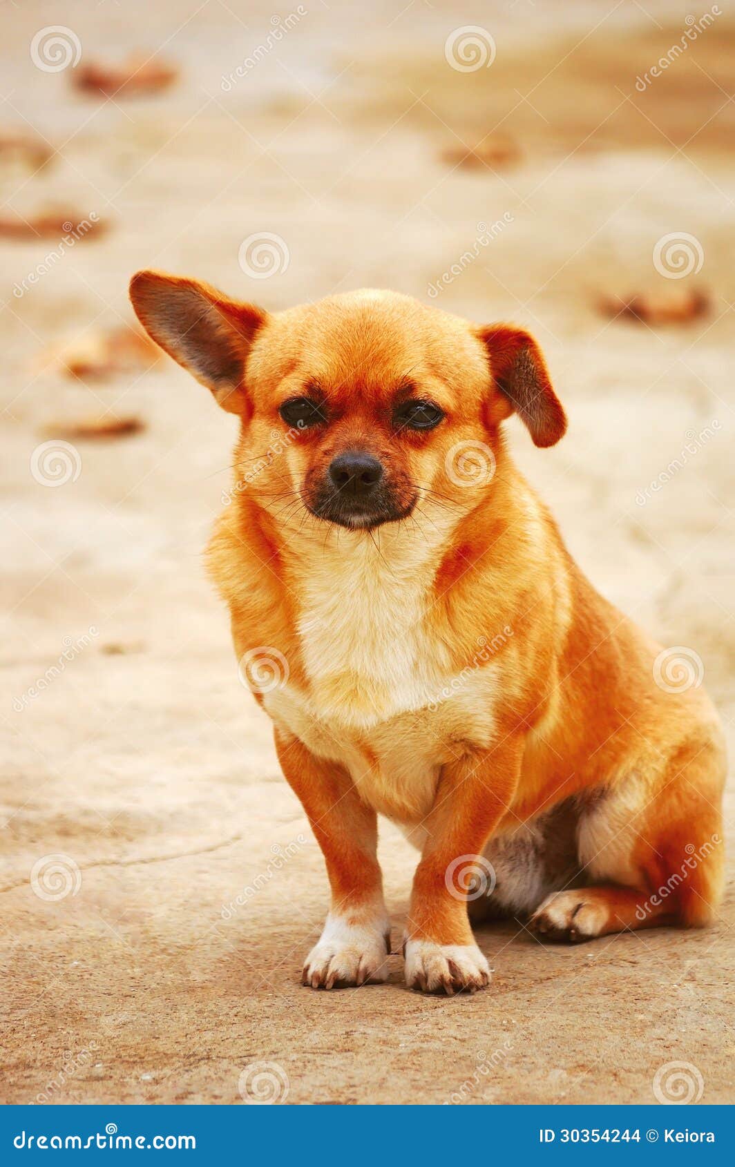 Funny little dog stock photo. Image of animal, pooch - 30354244