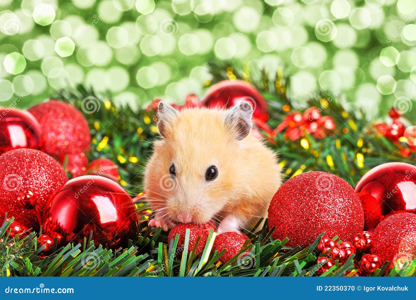 Funny little hamster stock photo. Image of gerbil, animal - 22350370