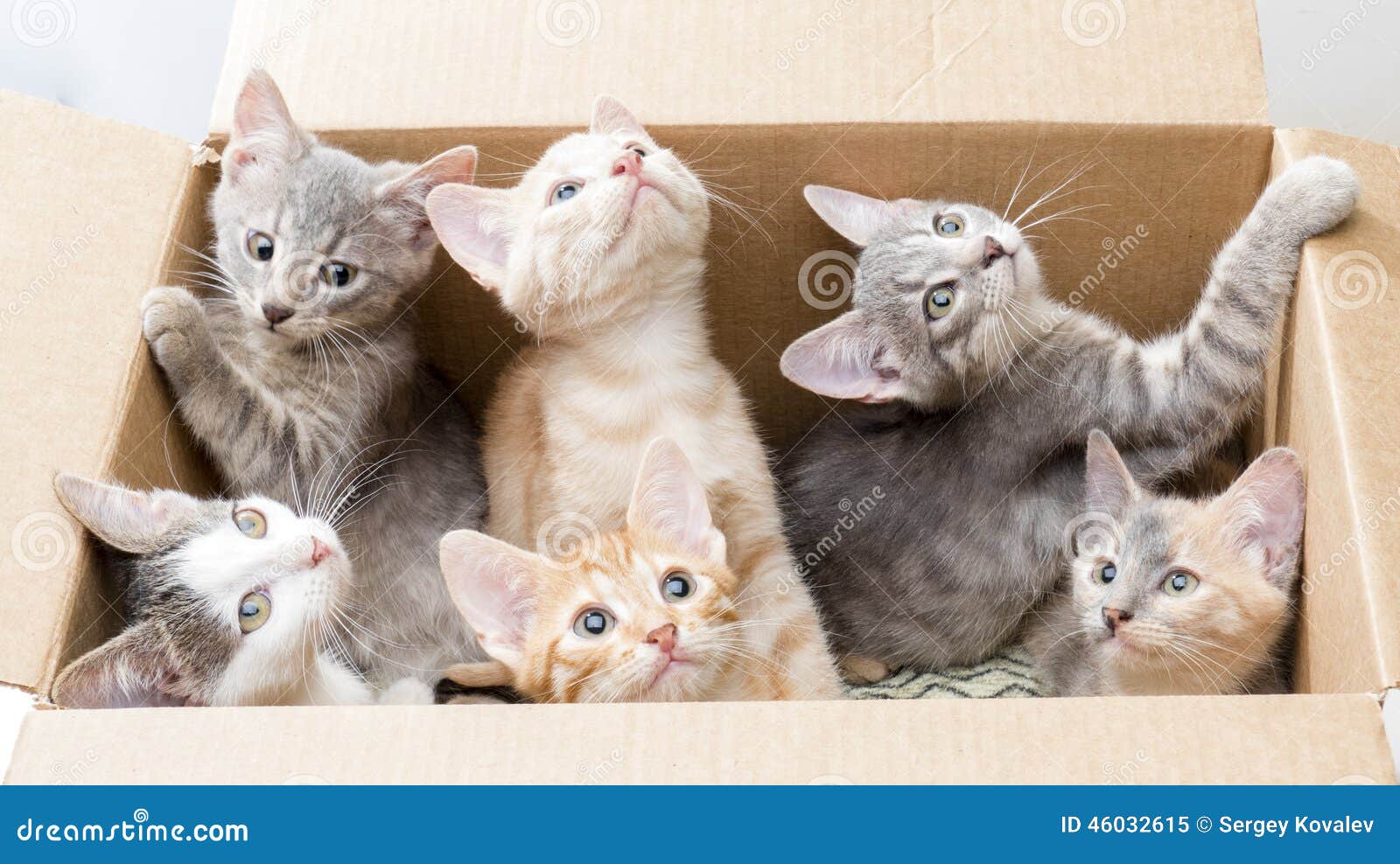 Funny Little Kittens in a Box Stock Image - Image of cute, animals ...