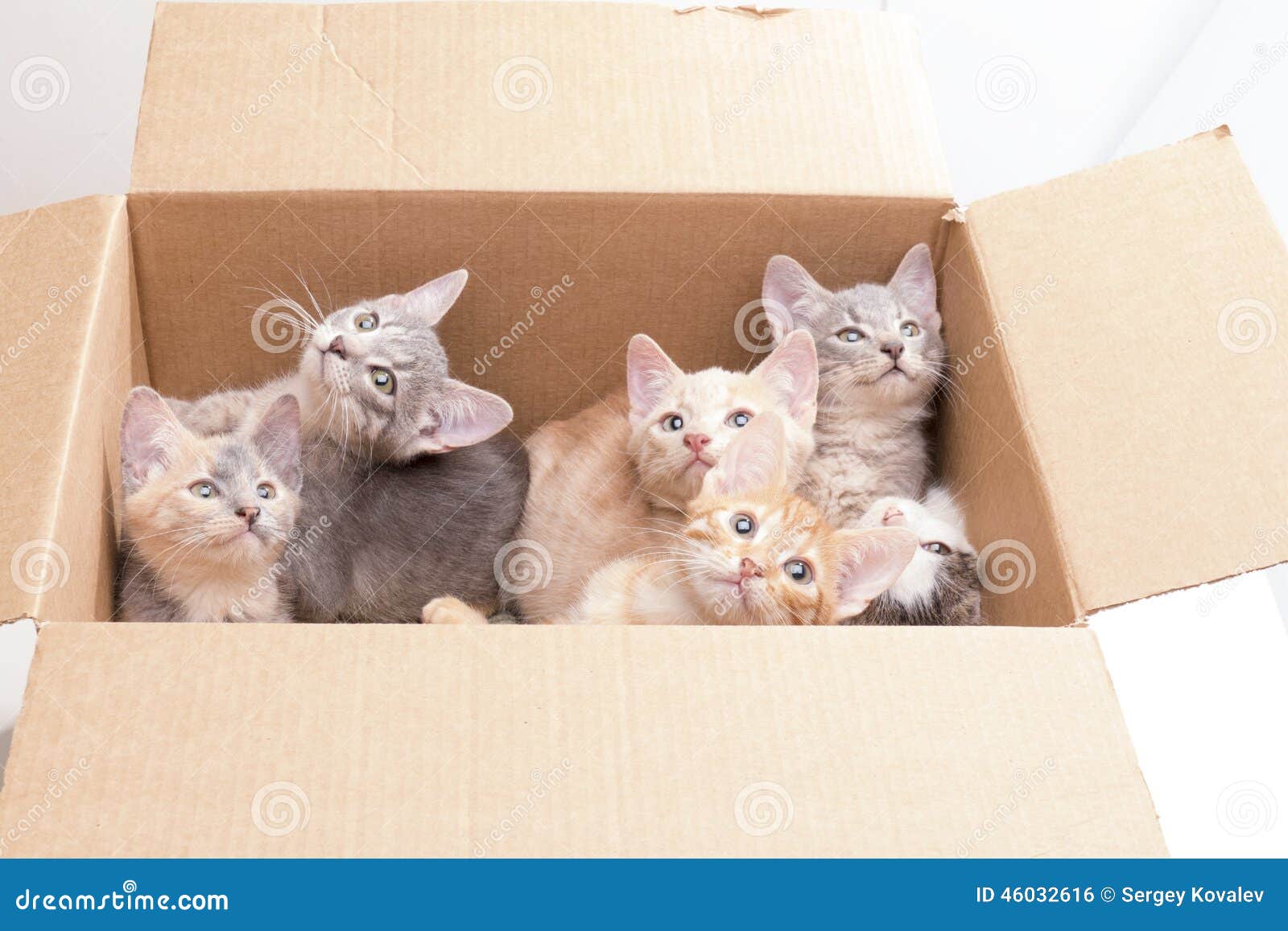 Funny Little Kittens in a Box Stock Photo - Image of sitting, playful ...