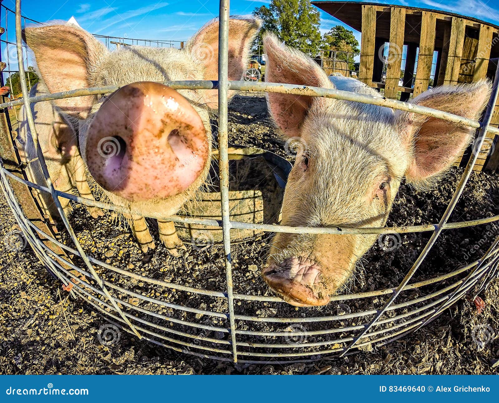The Funny Little Pigs on Farm Stock Photo - Image of closeup, pigpen ...