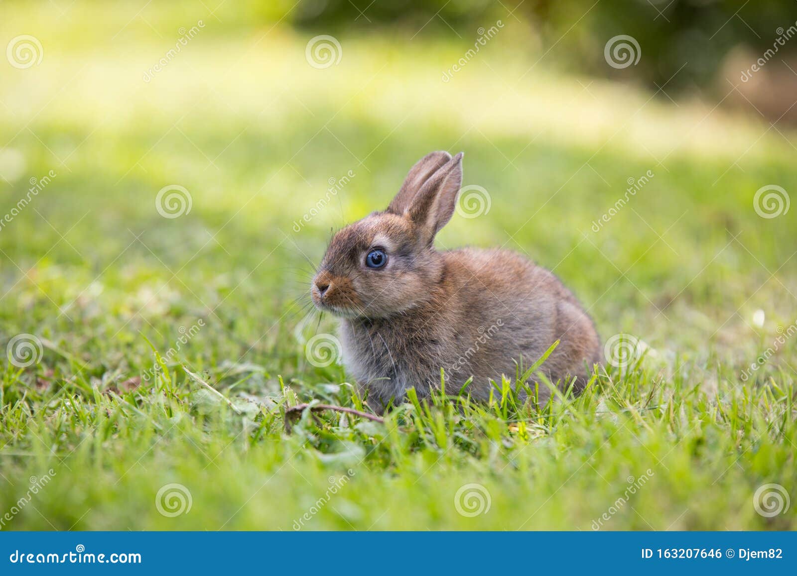 Funny Little Rabbit Laying in the Grass Stock Photo - Image of meadow ...