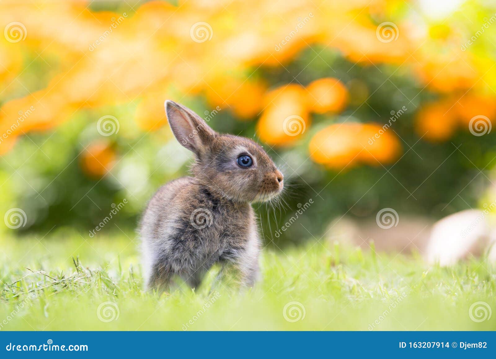 Funny Little Rabbit Laying in the Grass Stock Photo - Image of little ...