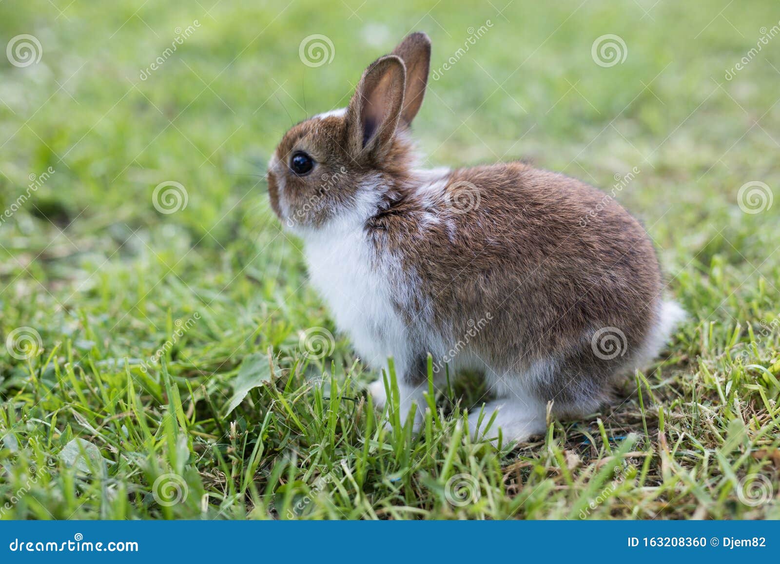 Funny Little Rabbit Laying in the Grass Stock Photo - Image of flower ...