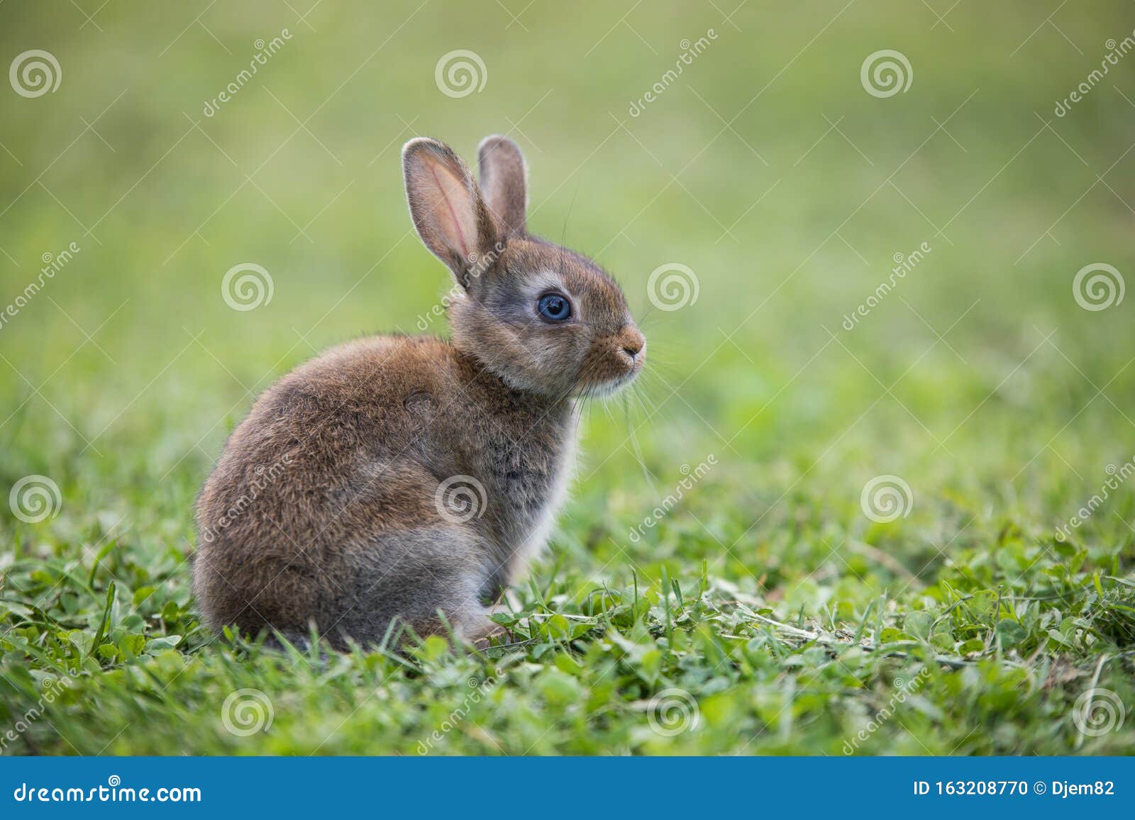 Funny Little Rabbit Laying in the Grass Stock Photo - Image of flower ...