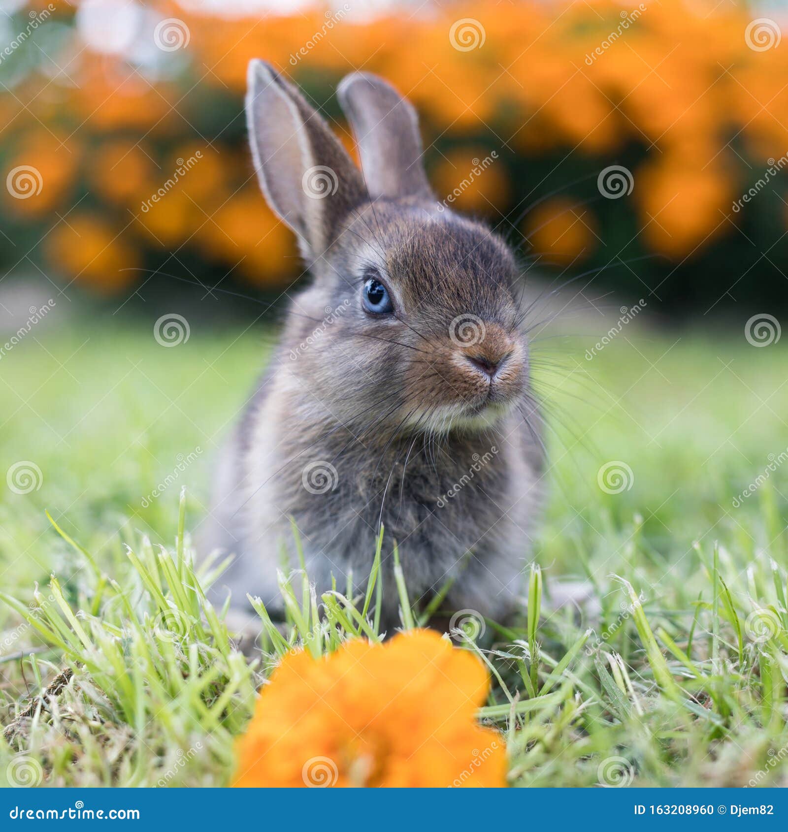 Funny Little Rabbit Laying in the Grass Stock Photo - Image of brown ...