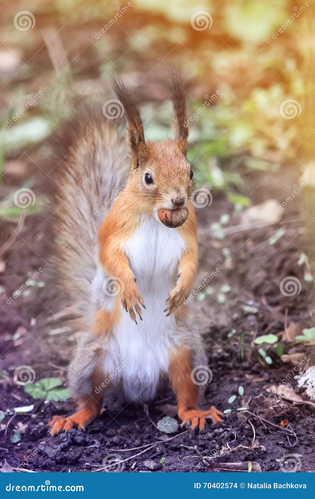 Funny Little Squirrel Standing on His Hind Paws in the Park with the ...