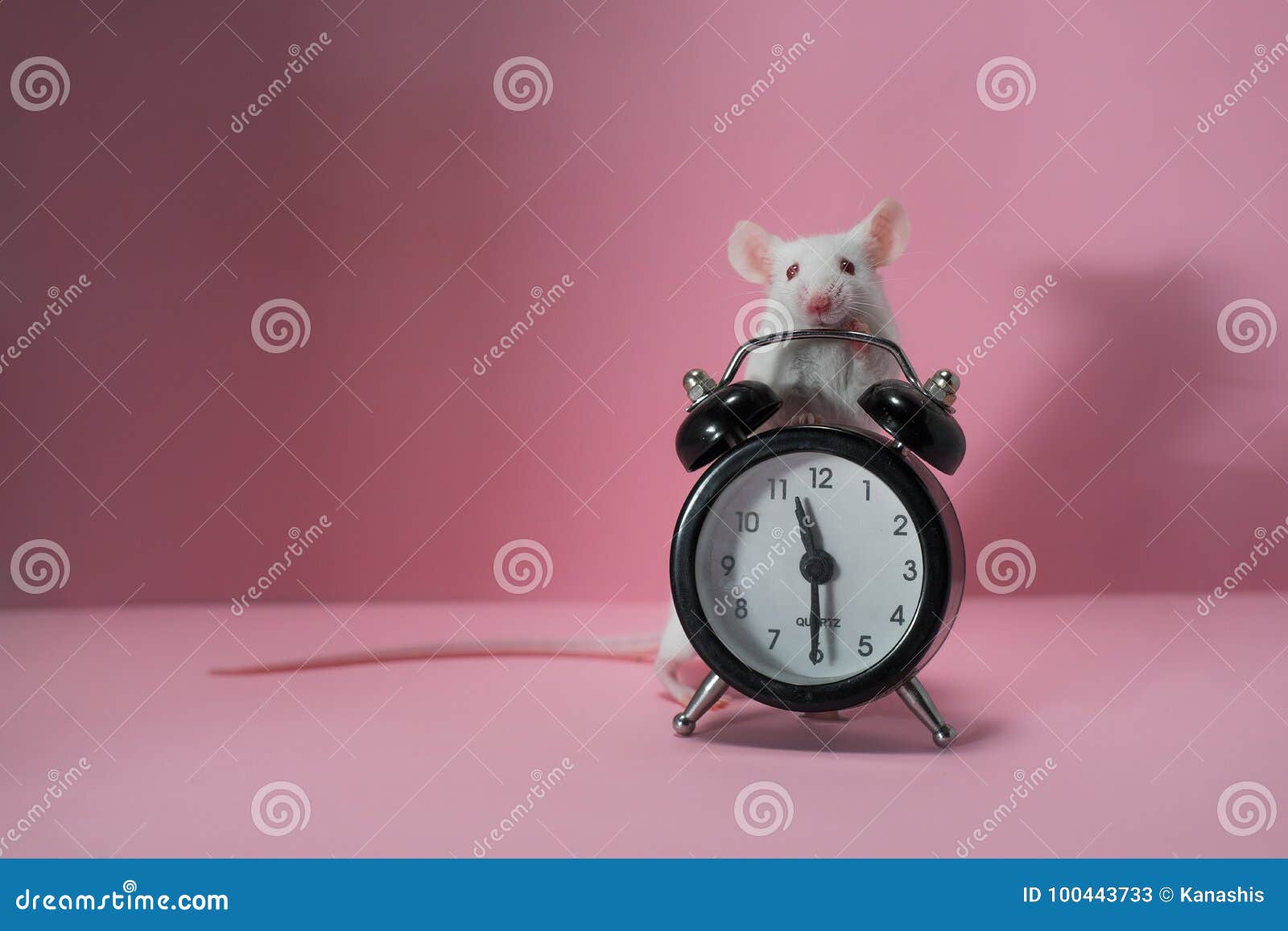 Funny Little White Mouse Looking and Standing on Alarm Clock Stock ...