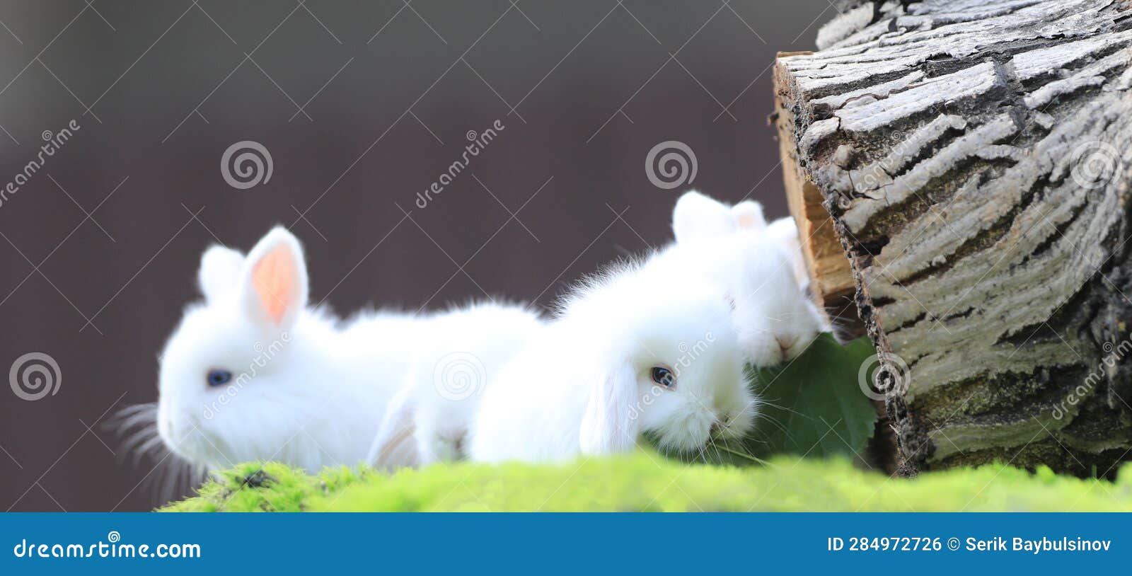 Little White Rabbit in Nature Stock Photo - Image of grass, furry ...