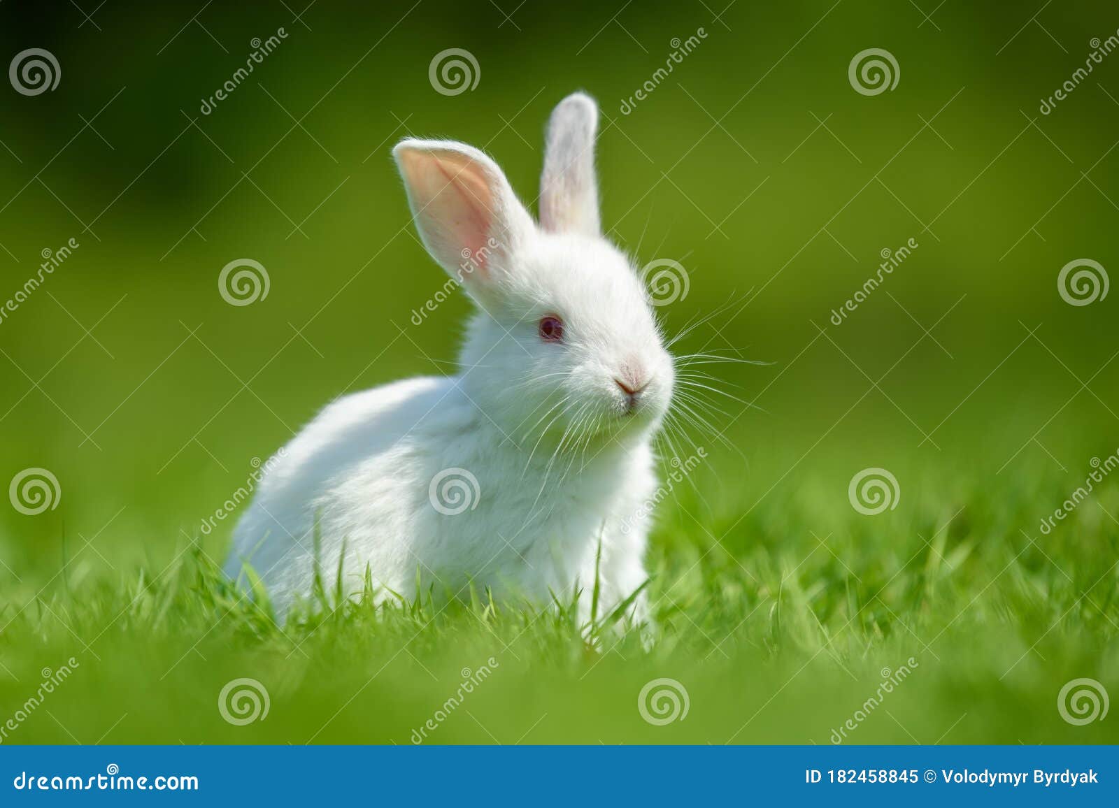 Funny Little White Rabbit on Spring Green Grass Stock Image - Image of ...