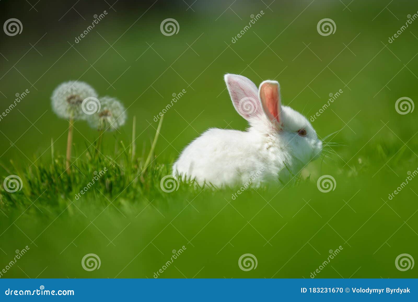 Funny Little White Rabbit on Spring Green Grass Stock Photo - Image of ...