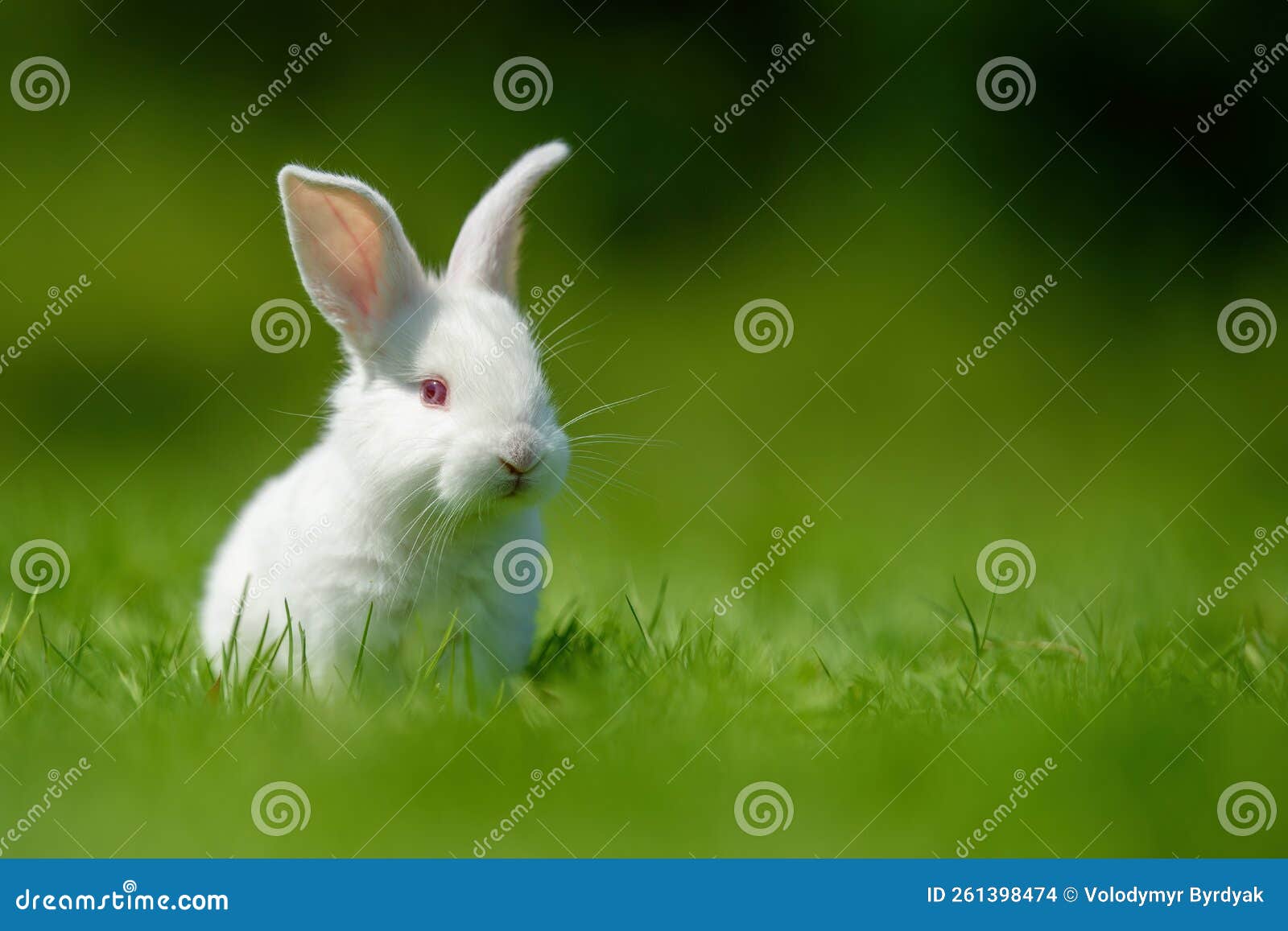 Funny Little White Rabbit on Spring Green Grass Stock Photo - Image of ...