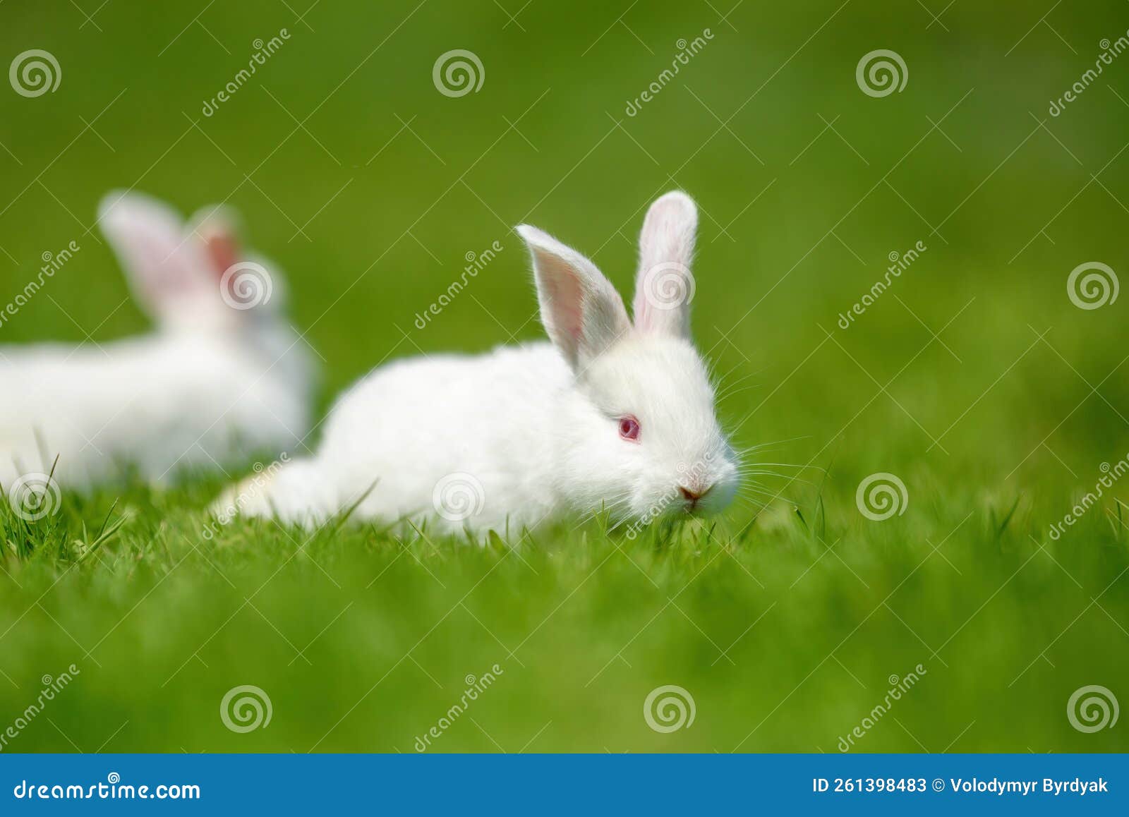 Funny Little White Rabbit on Spring Green Grass Stock Image - Image of ...