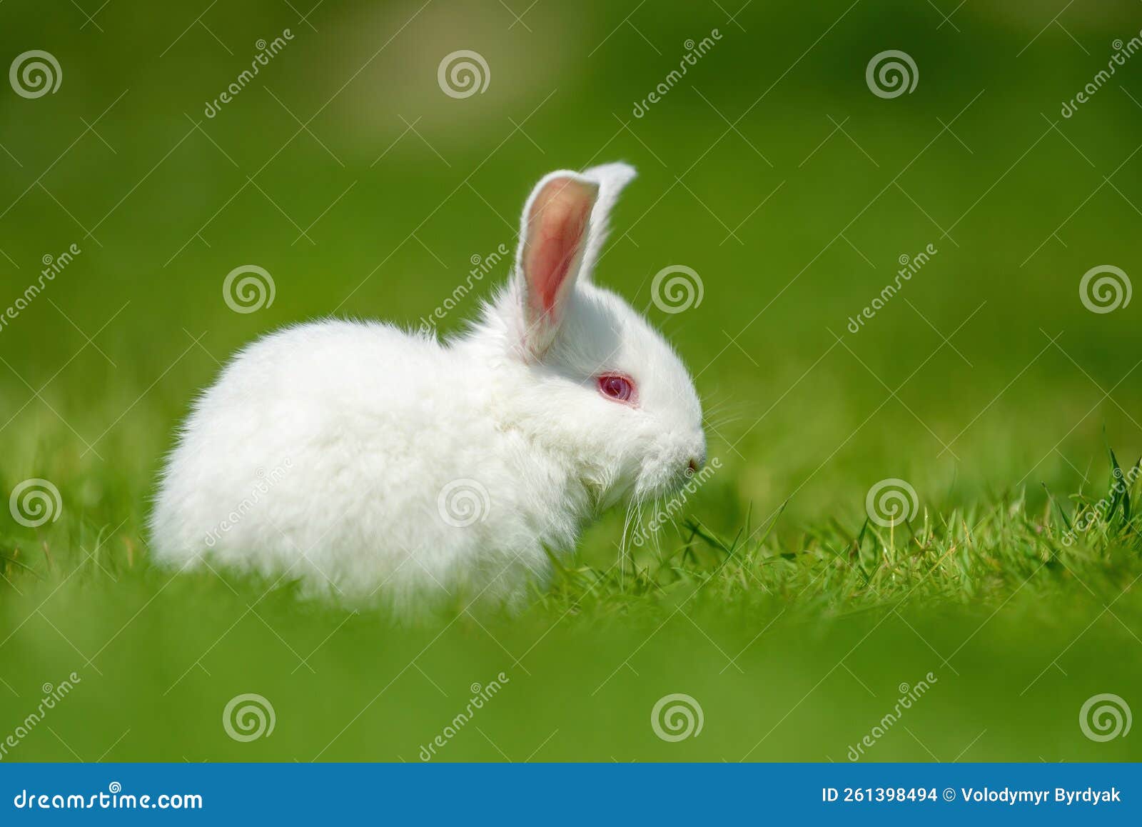 Funny Little White Rabbit on Spring Green Grass Stock Photo - Image of ...