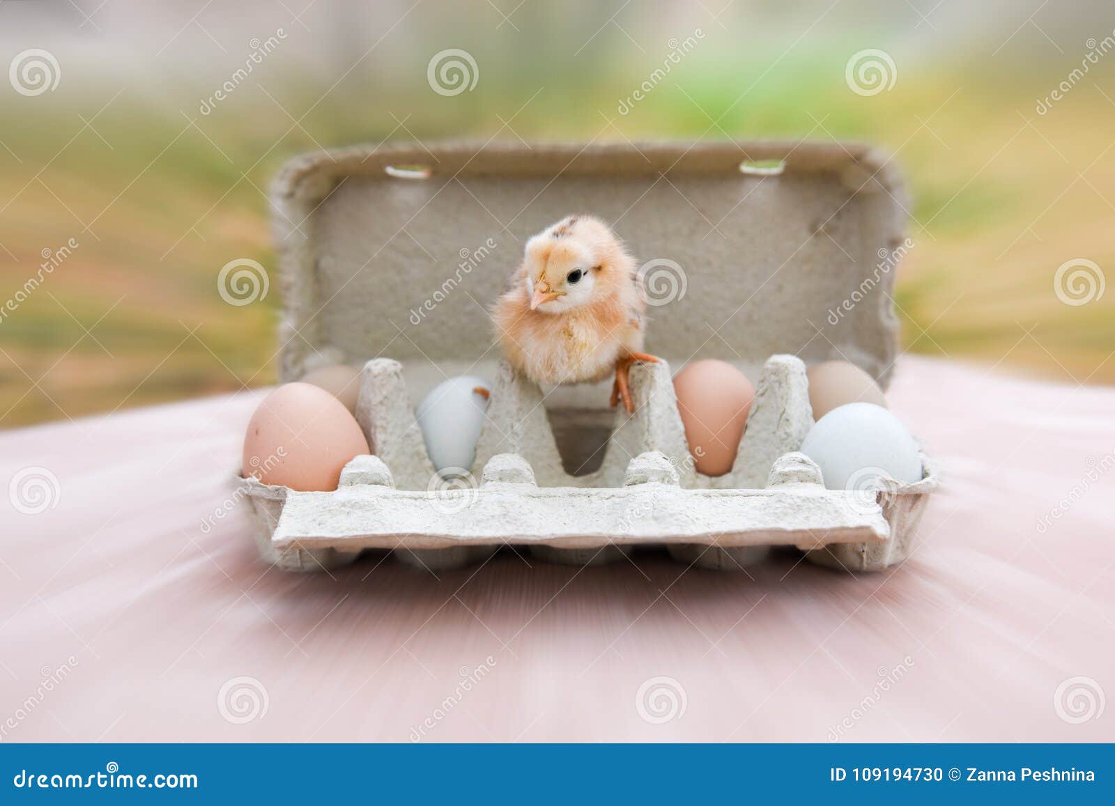 Chicken with Eggs in Egg Box Stock Photo - Image of eggbox, antibiotics ...