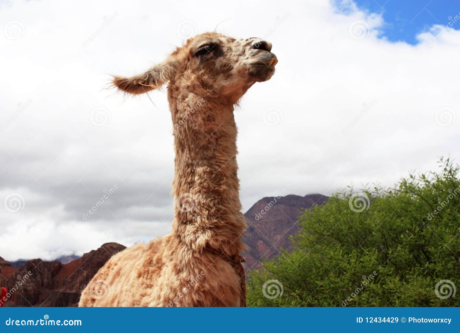 Funny llama stock image. Image of neck, head, funny, crooked - 12434429