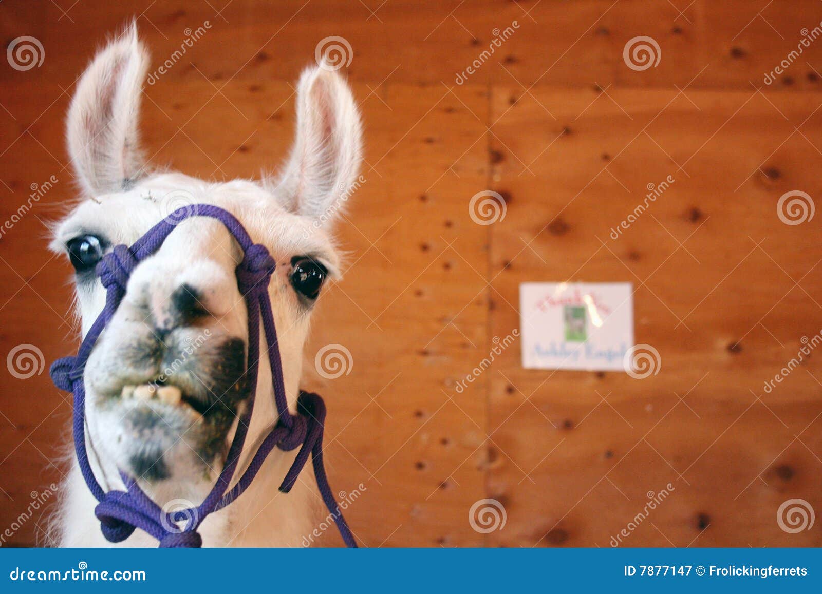 Funny Llama stock image. Image of llama, hilarious, lashes - 7877147