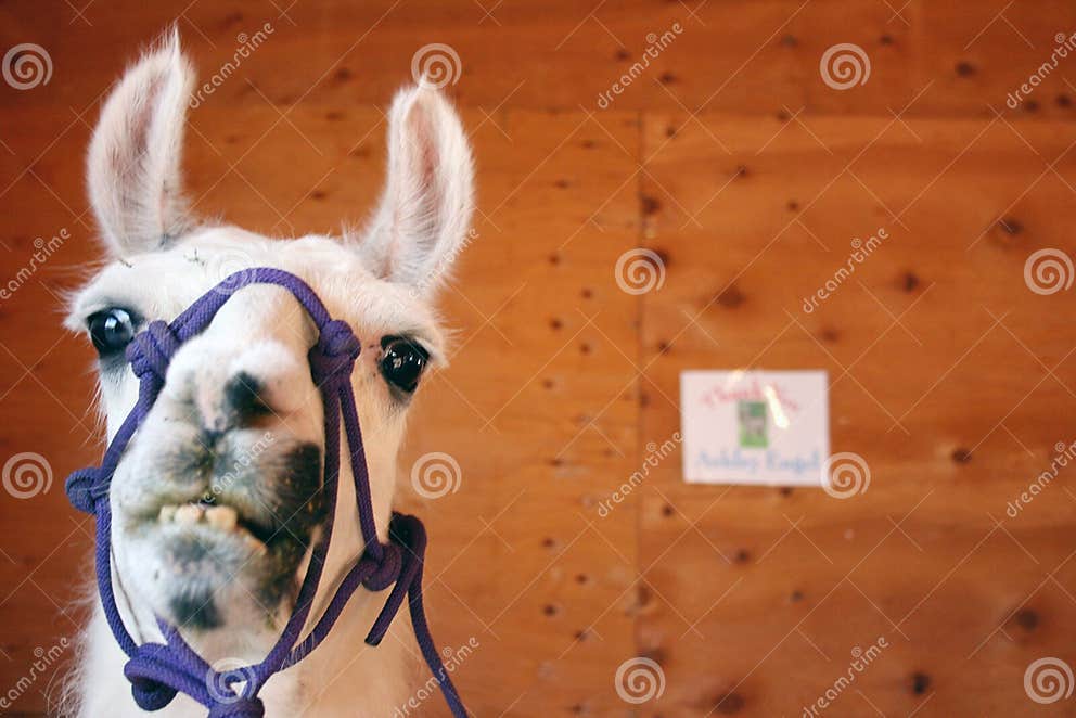 Funny Llama stock image. Image of llama, hilarious, lashes - 7877147