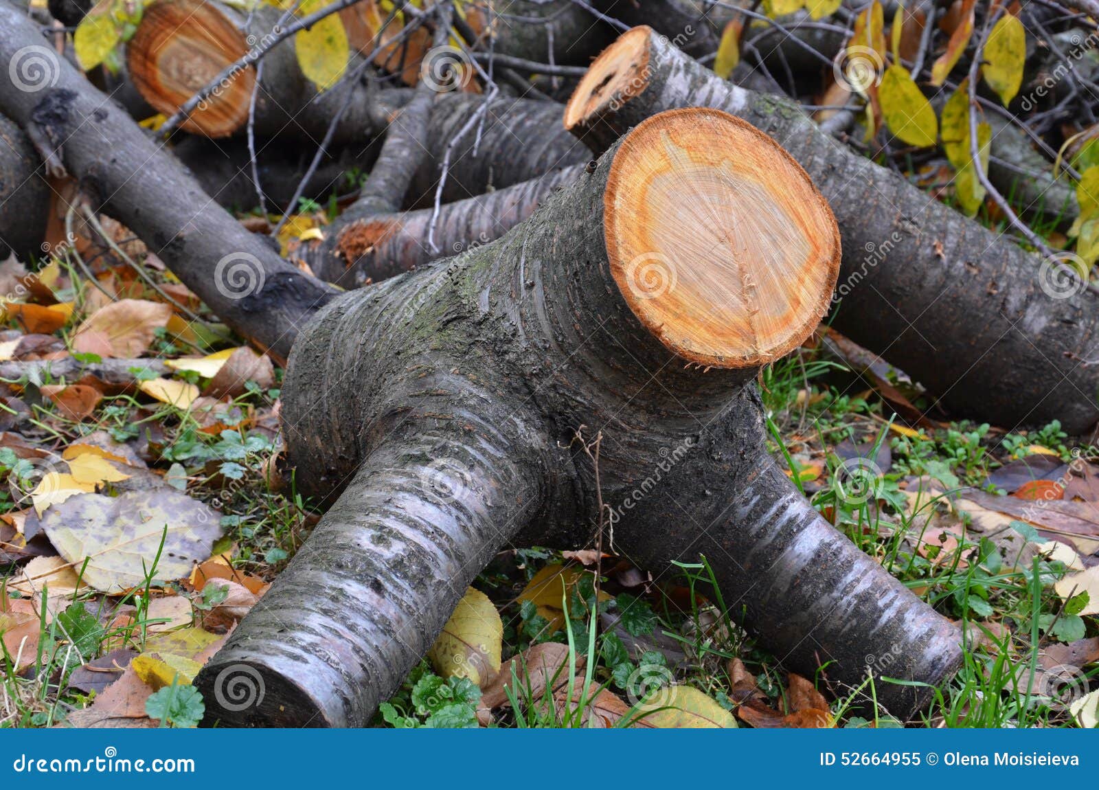 Funny log stock image. Image of bark, environment, leaves - 52664955