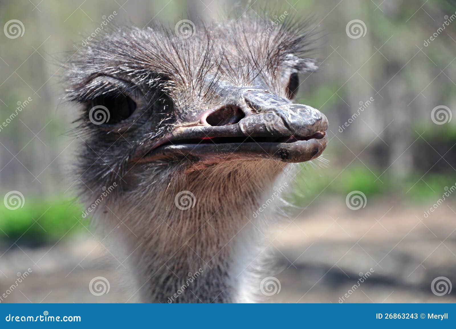 Funny Look Of Piping Plover Walking On The Beach Royalty-Free Stock ...