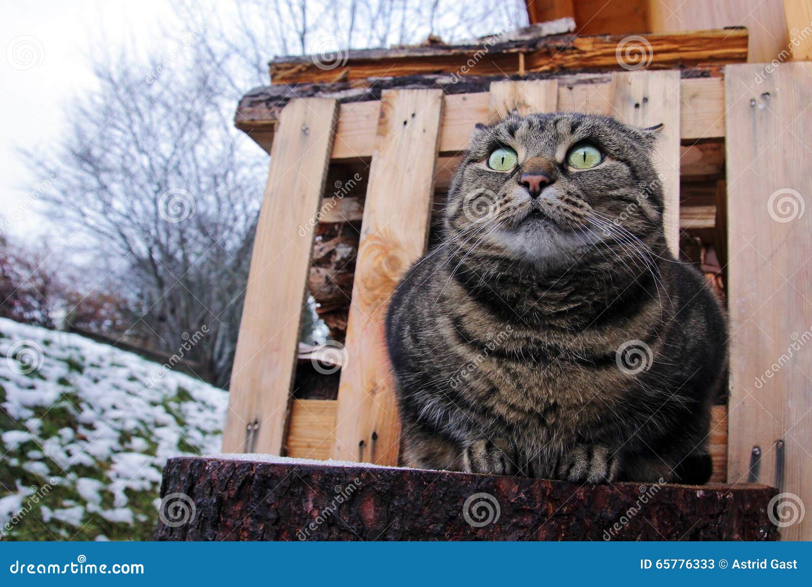 Funny look of a thick cat stock image. Image of laughing - 65776333