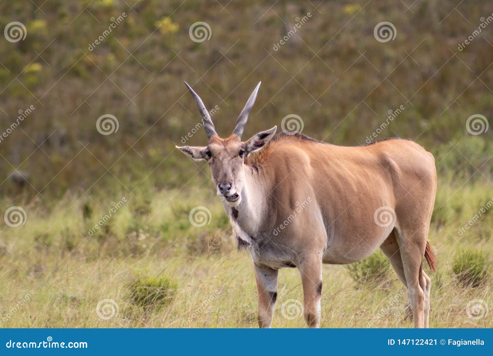Funny Looking Antelopes in African Safari Stock Image - Image of ...