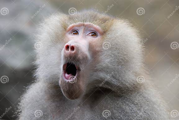 Funny looking baboon stock photo. Image of open, goofy - 4710216