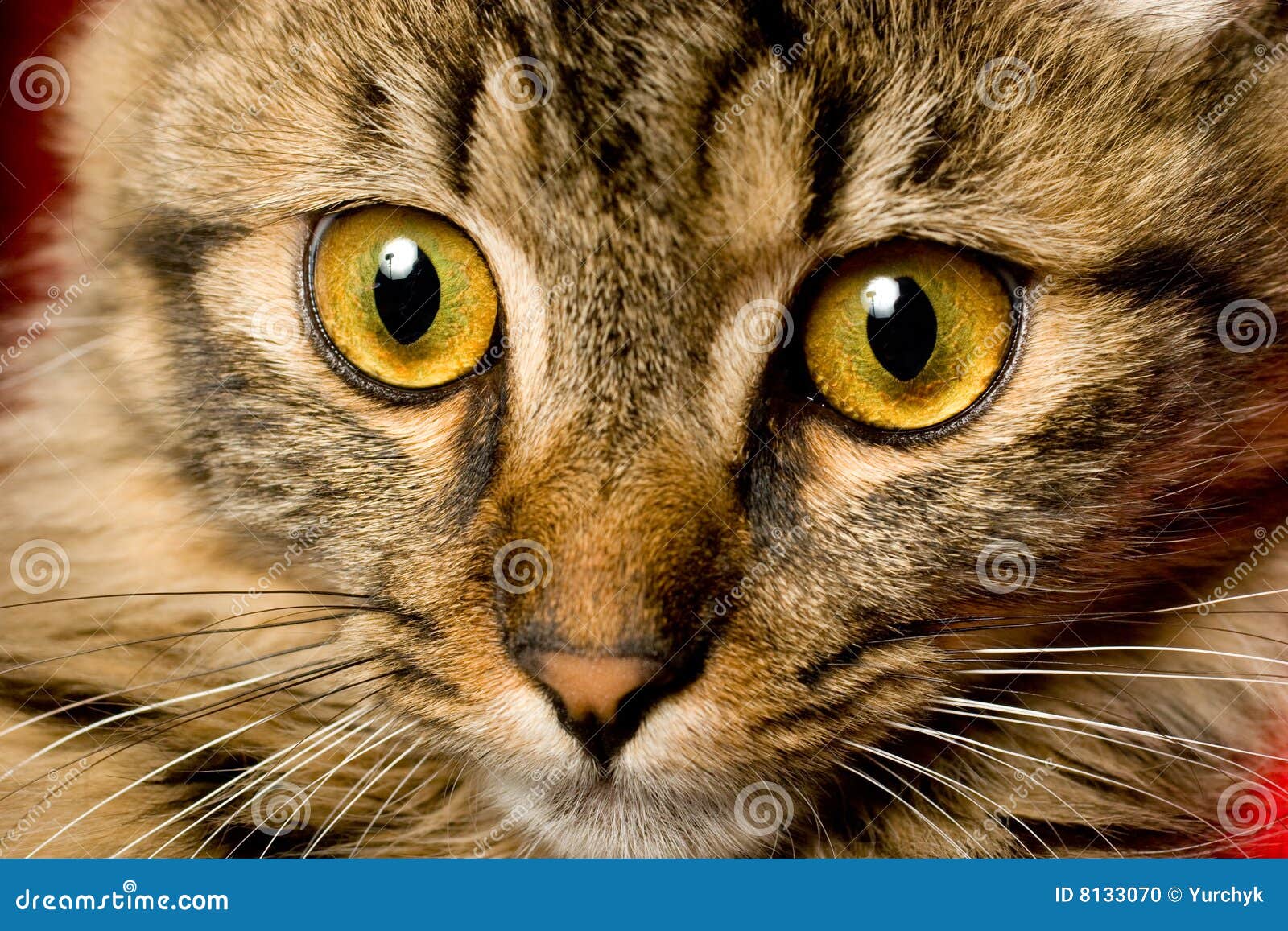 Funny looking cats face stock photo. Image of beautiful - 8133070